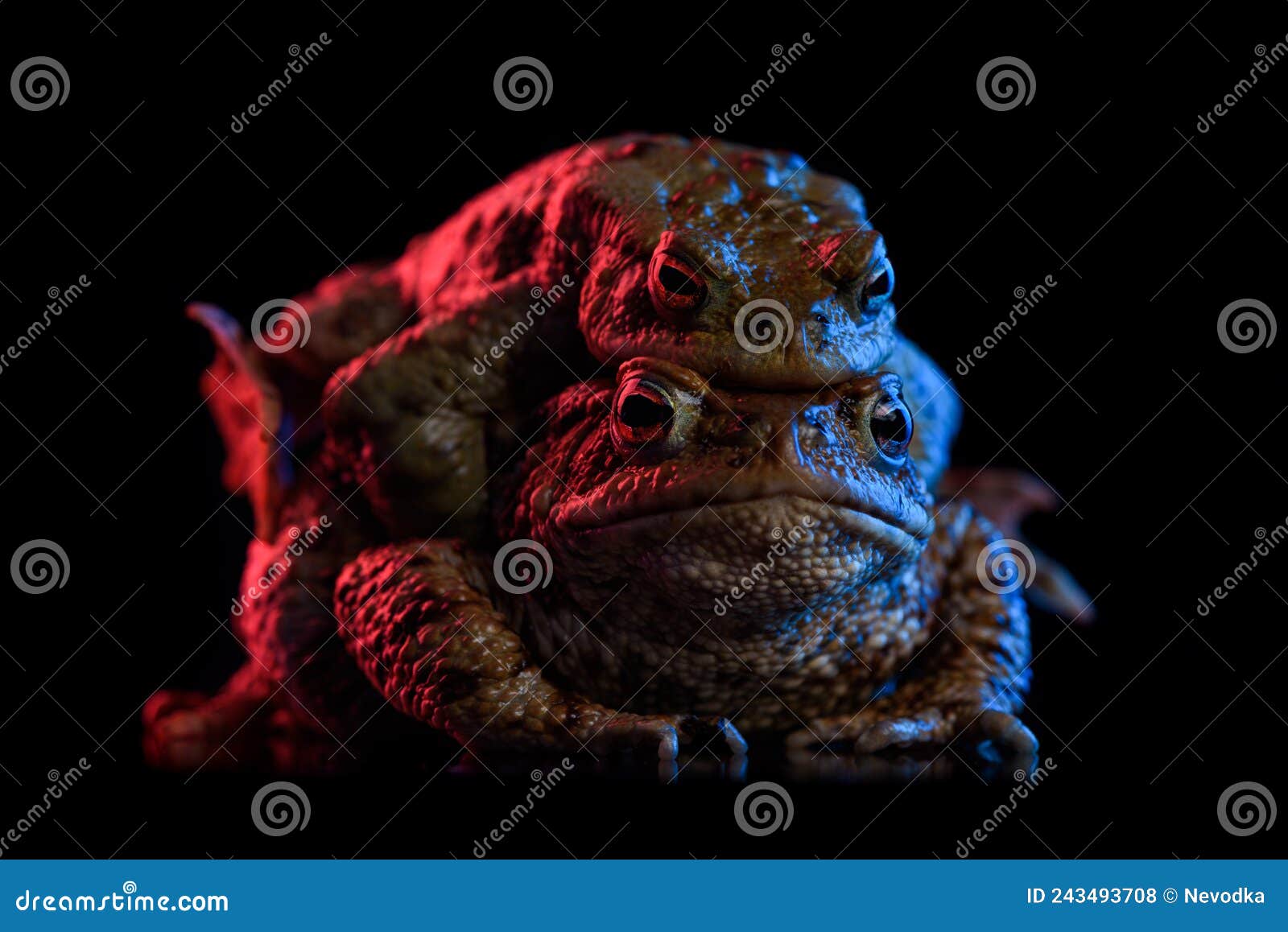 Two Common Toads Spring Mating, Red and Blue Neon Light, Isolated on ...
