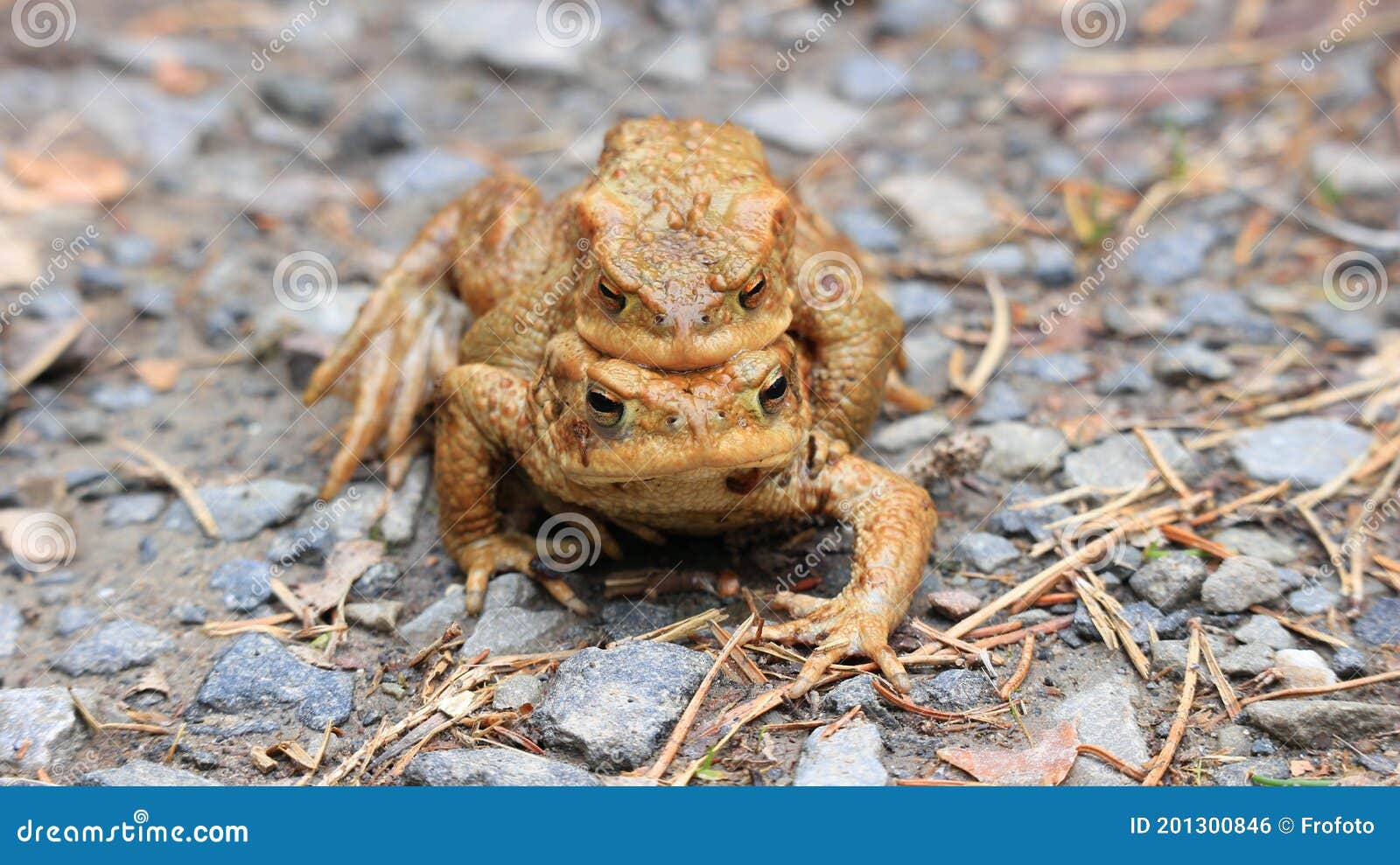 Two common toads stock photo. Image of shot, creature - 201300846