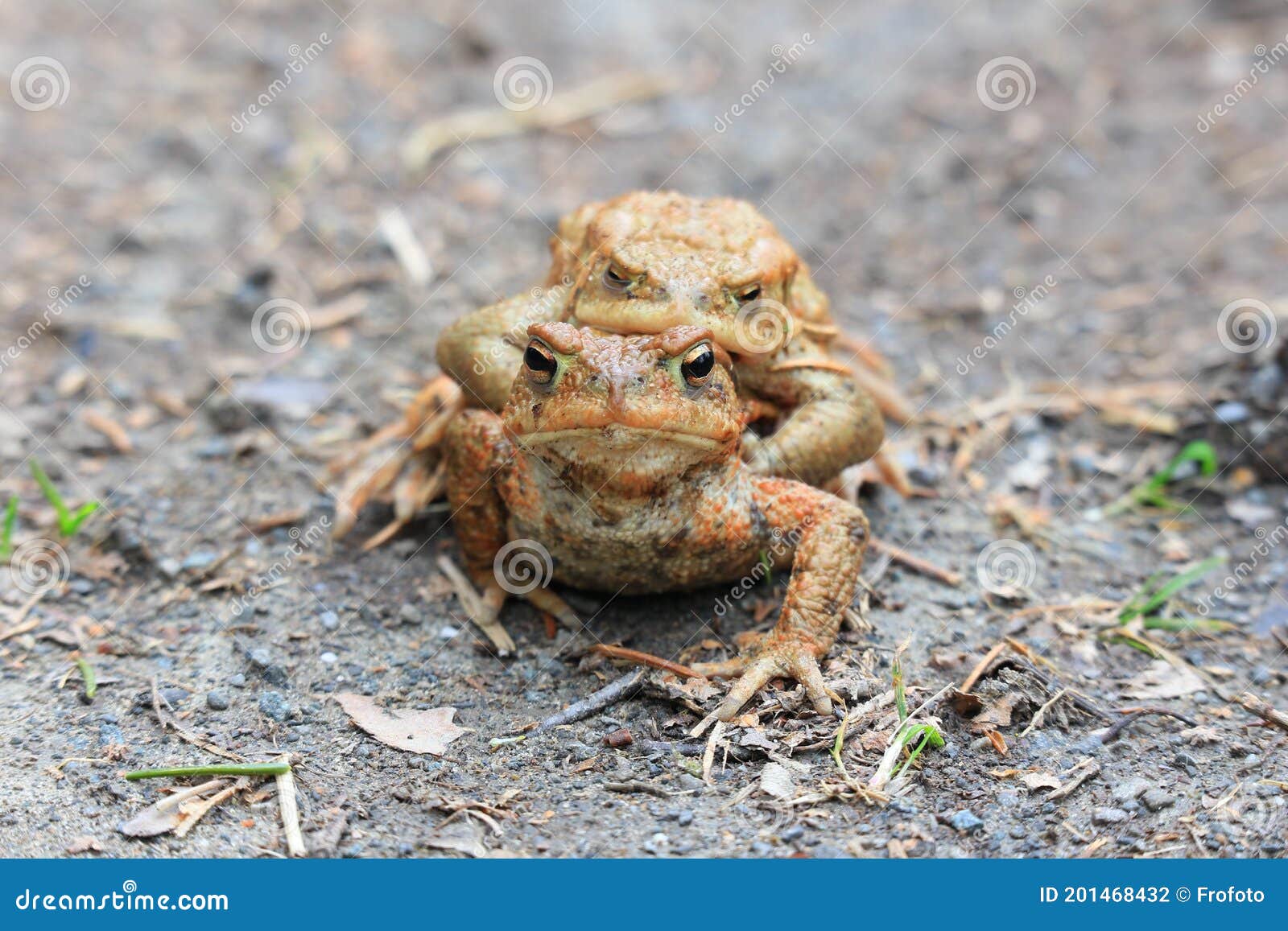 Two common toads stock photo. Image of world, creature - 201468432