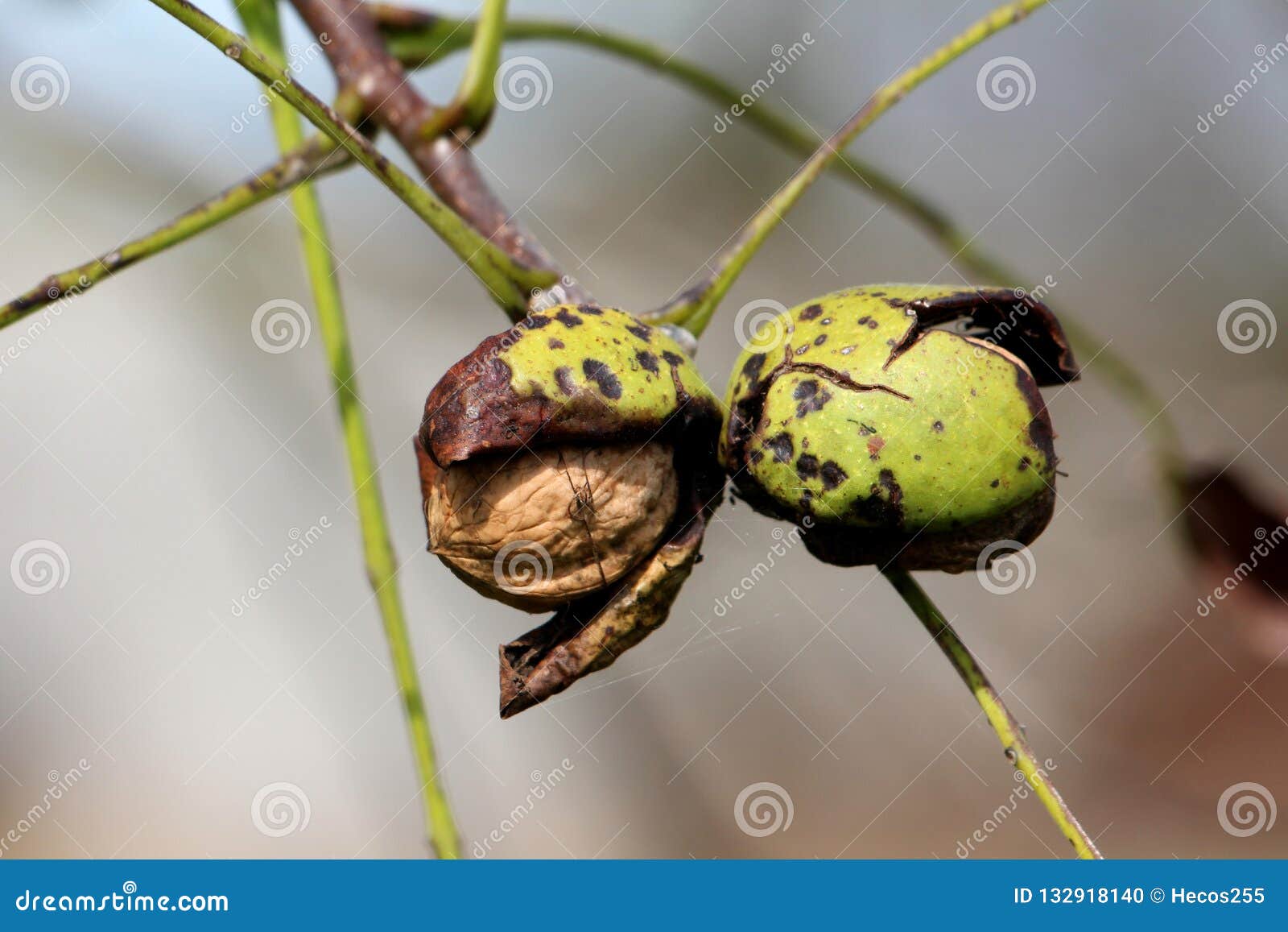 Two Common Walnuts in Growth Attached To Single Branch with Visible ...