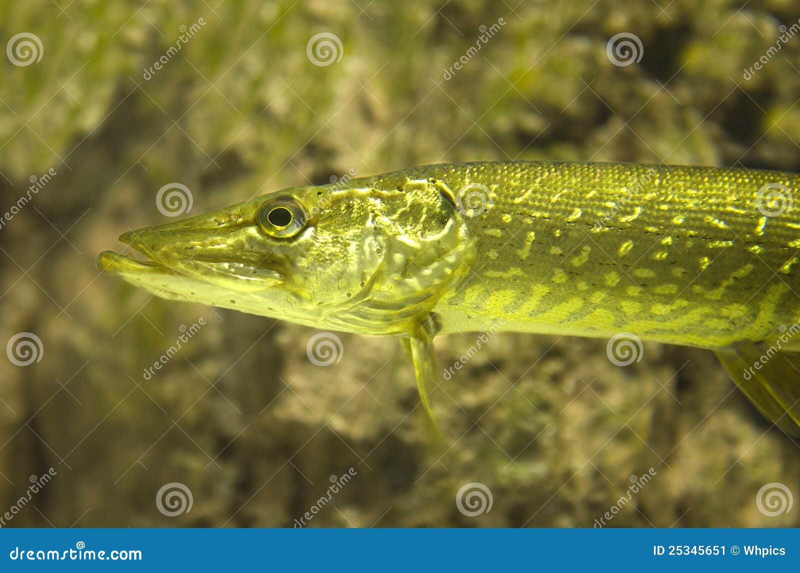 Two commonnorthern pike stock image. Image of mora, jackfish - 25345651