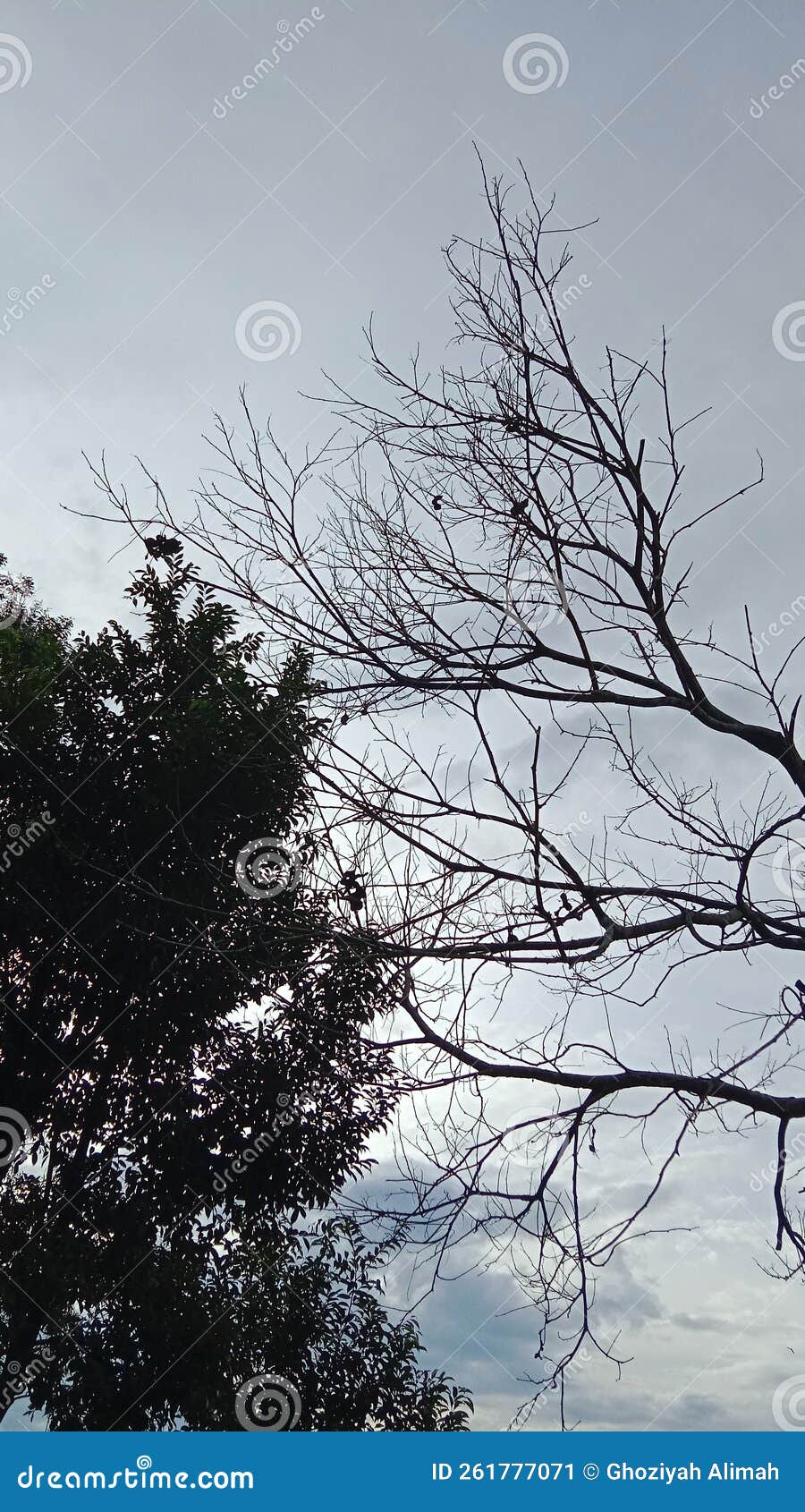 Two Completely Different Trees Stock Image - Image of uniqueness ...