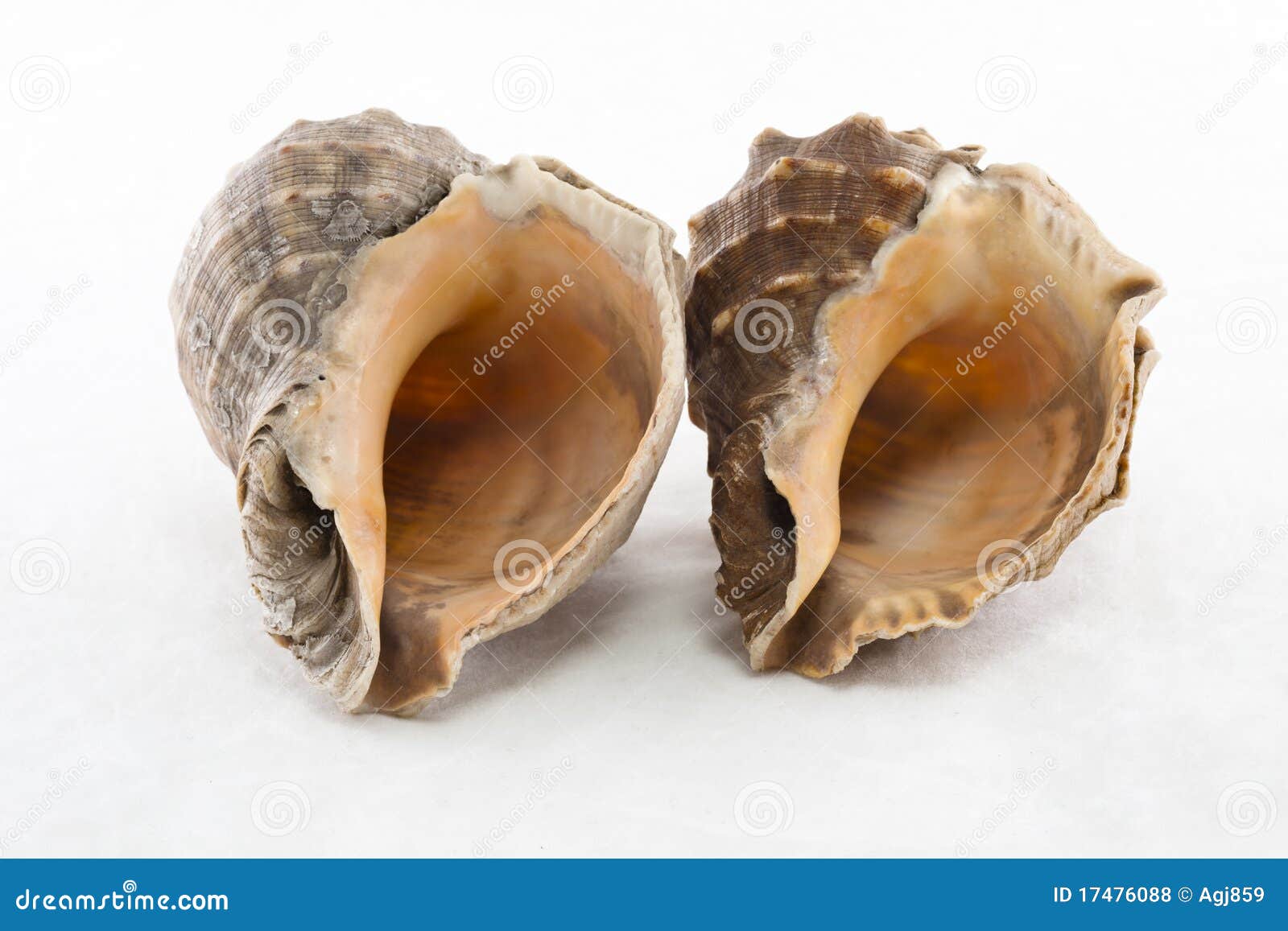 920 Two Conch Photos - Free & Royalty-Free Stock Photos from Dreamstime