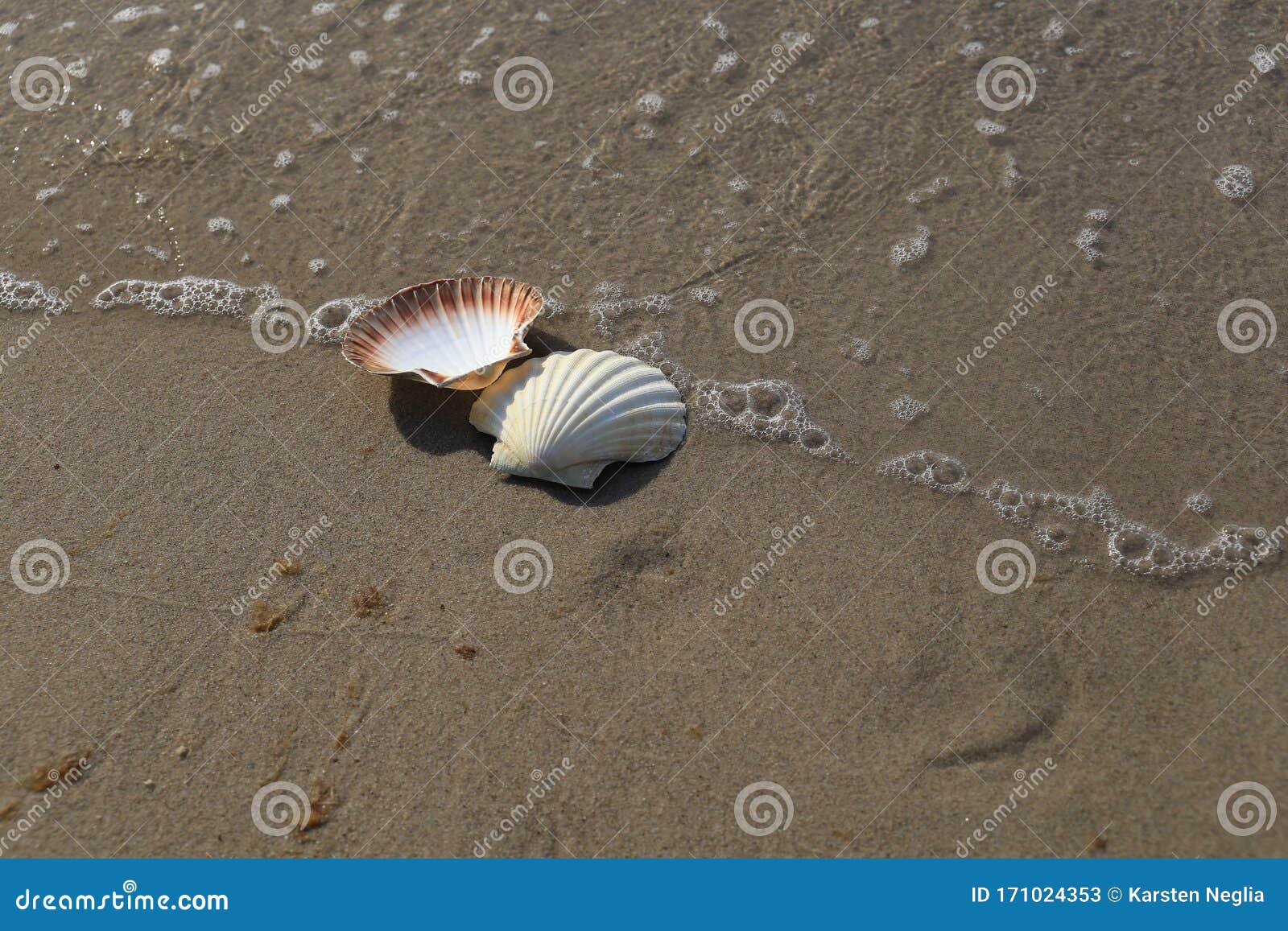Two Conch Shells on Beach with Waves. Stock Image - Image of nature ...