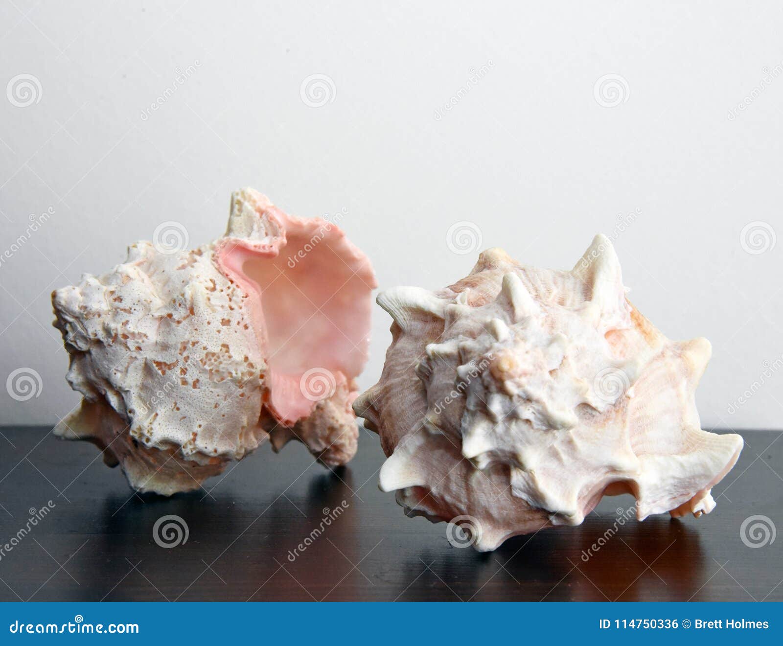 Conch shells stock photo. Image of blur, focus, decorative - 114750336