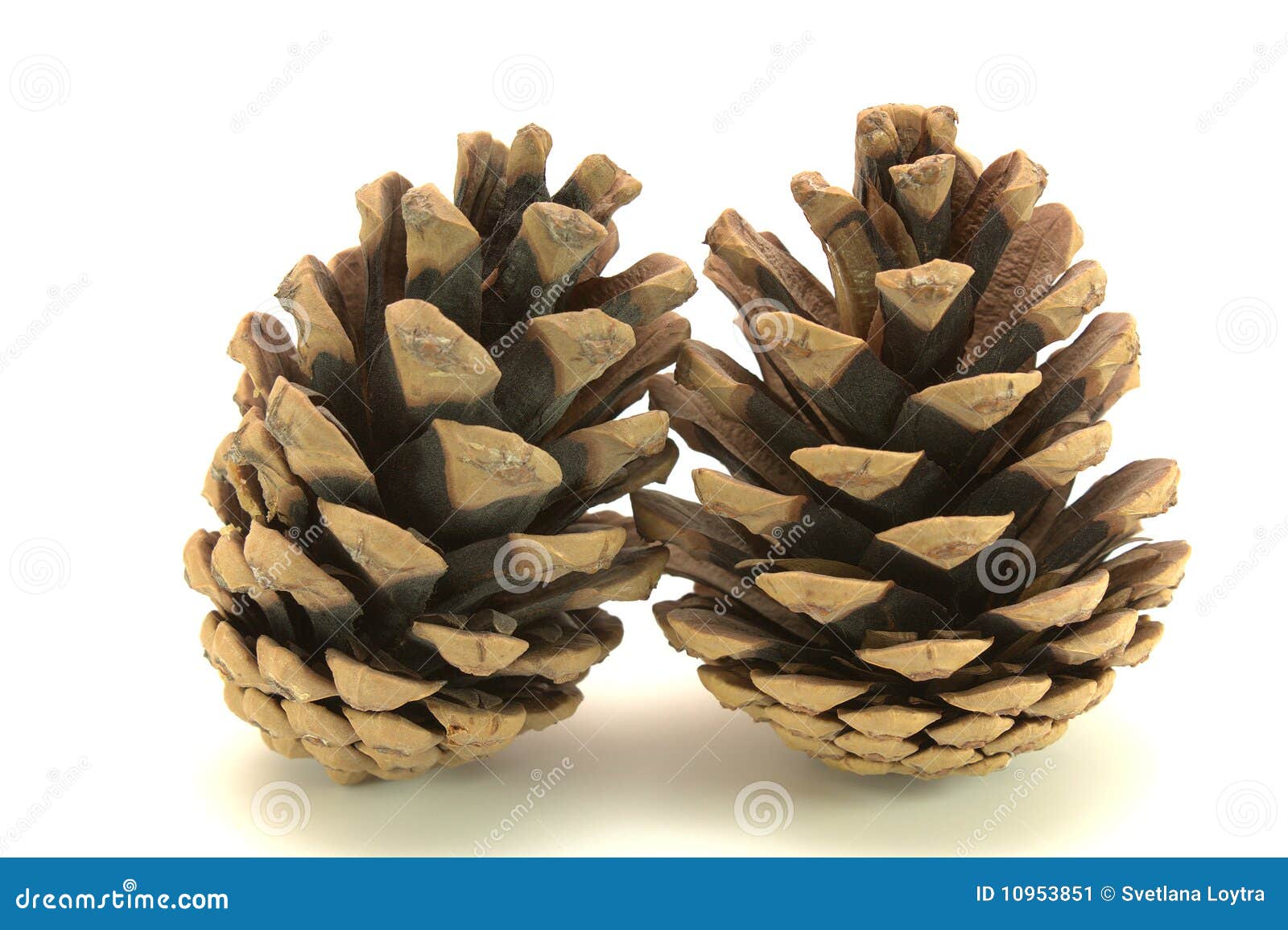 Two cone isolated stock image. Image of backgrounds, december - 10953851