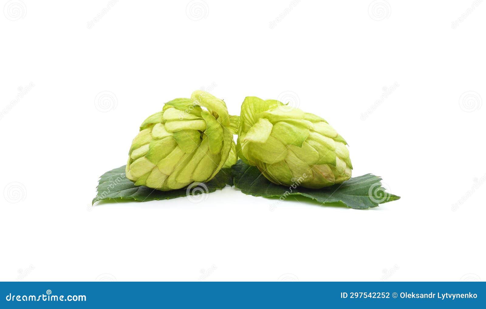 Two cones of hops stock photo. Image of fresh, hops - 297542252