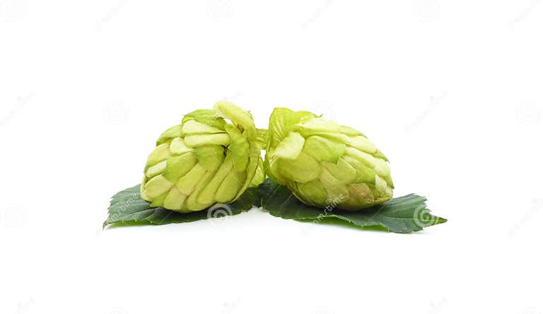 Two cones of hops stock photo. Image of fresh, hops - 297542252