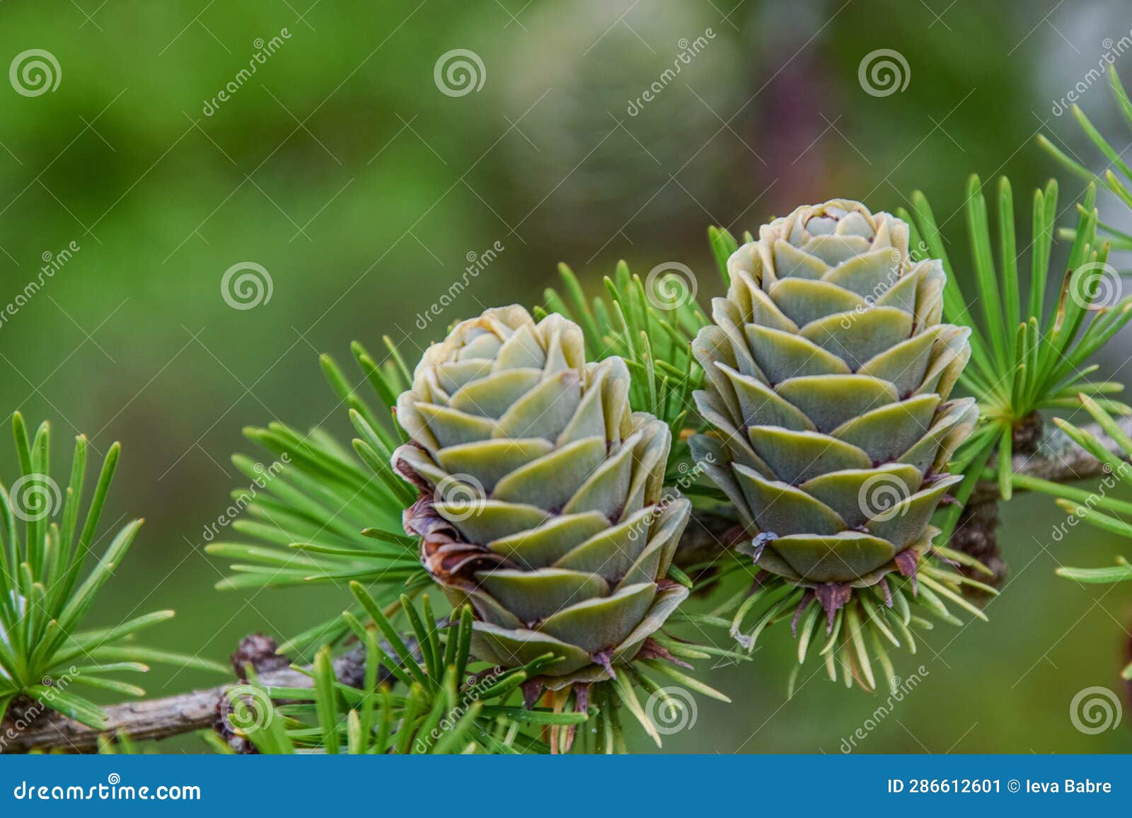 Two Cones on a Larch Branch Stock Image - Image of nature, outside ...