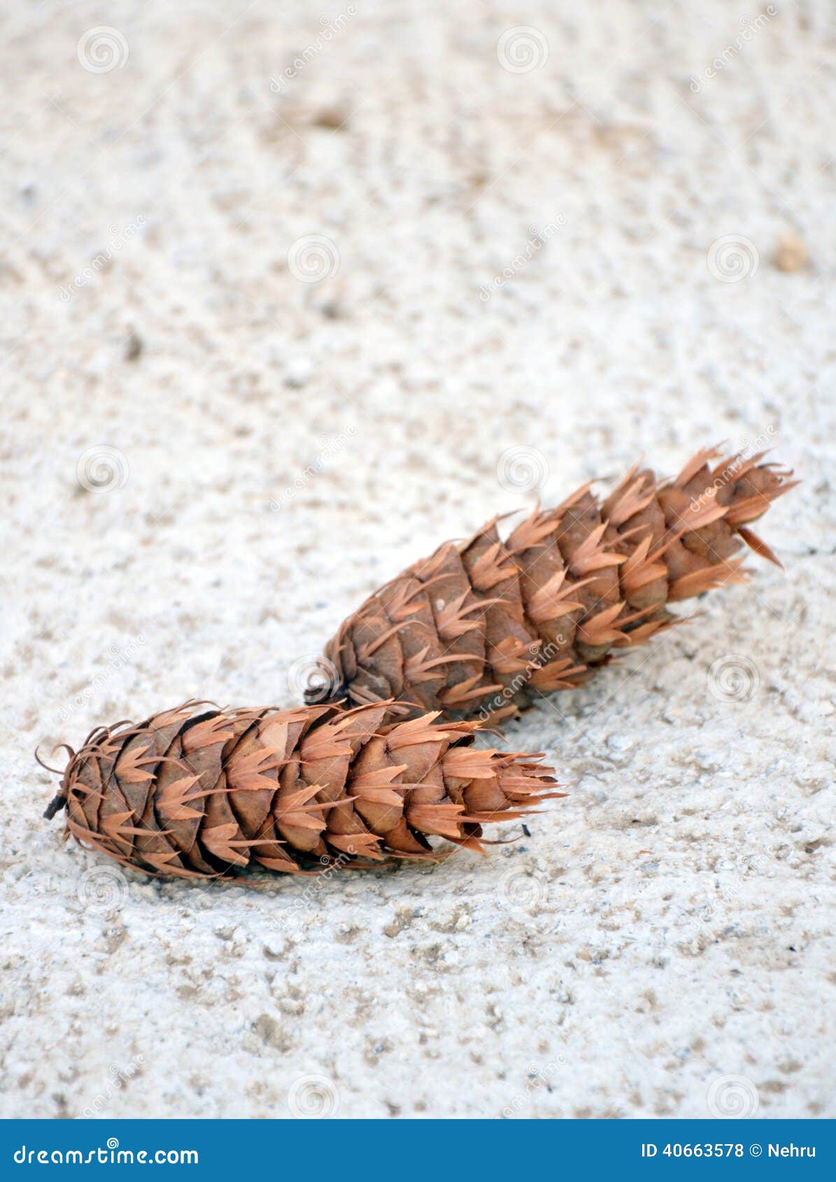 Two cones stock photo. Image of leaf, autumn, conifers - 40663578