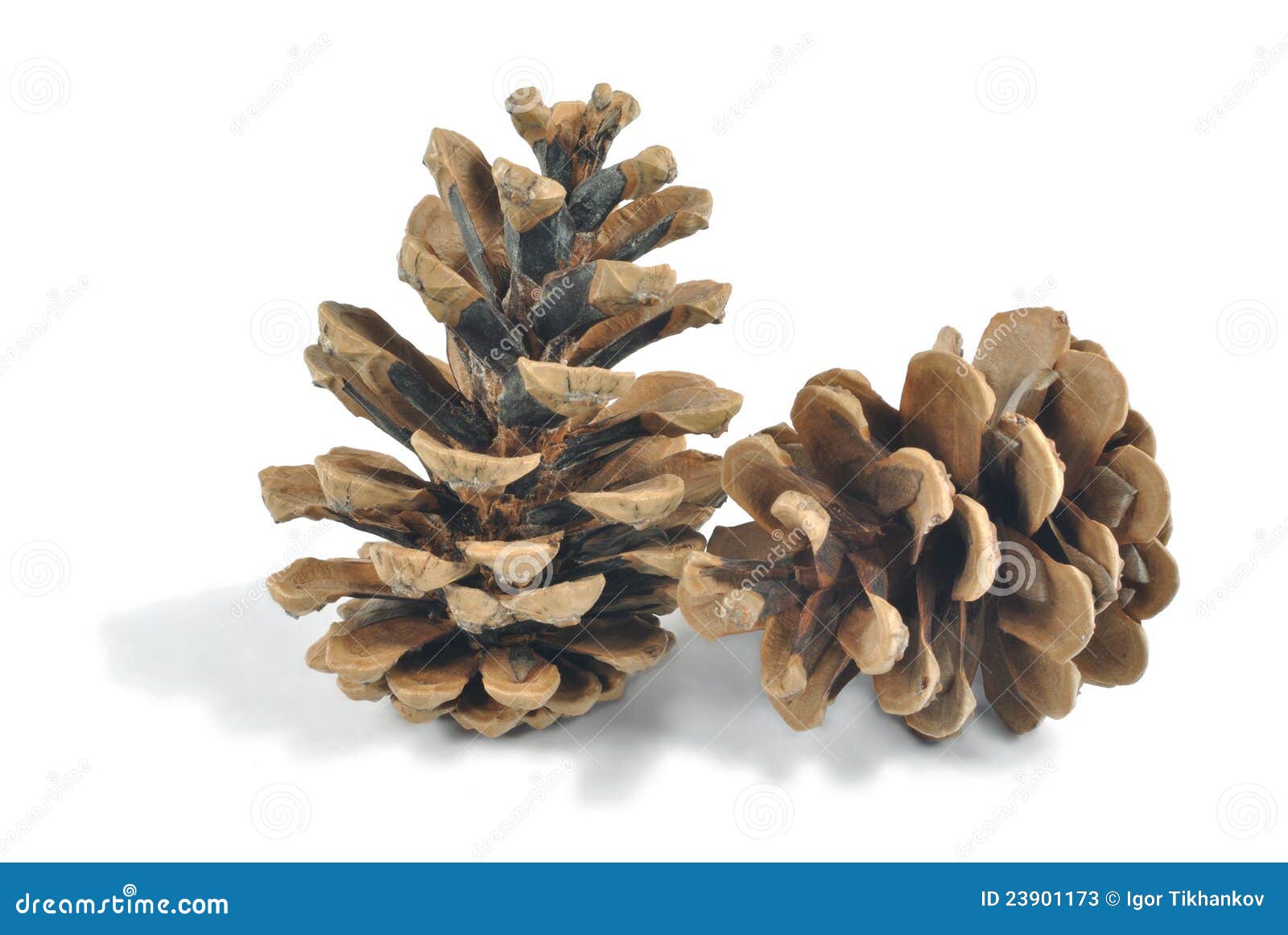 Two cones of pine stock image. Image of cone, botany - 23901173
