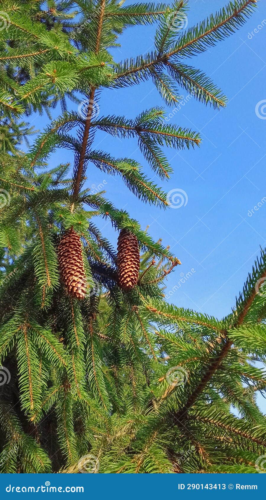 Two cones on the tree stock image. Image of closeup - 290143413