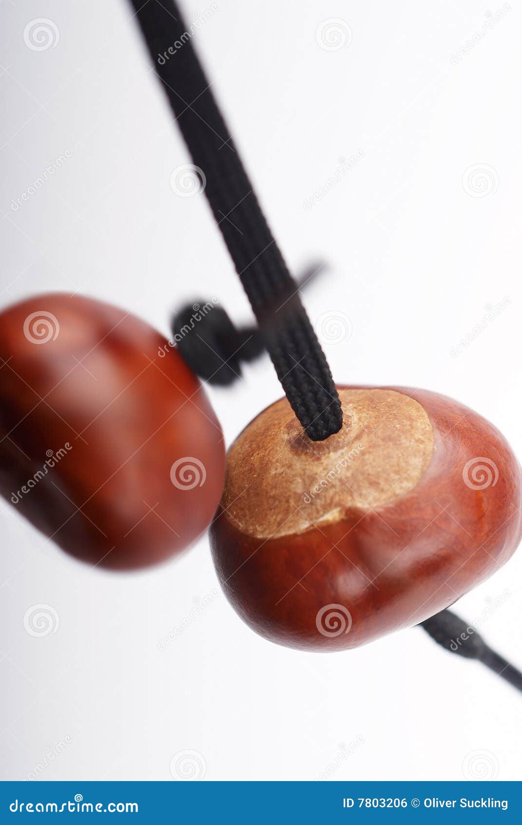 Two conkers hitting stock photo. Image of hits, colliding - 7803206