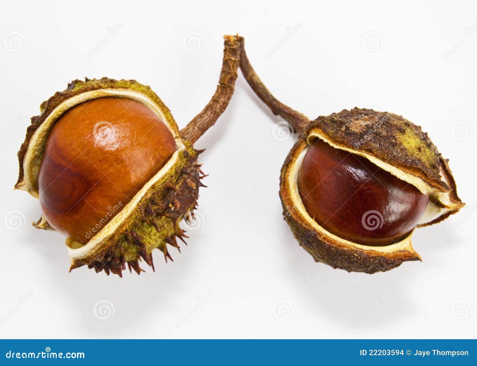 Two Conkers on a White Background. Stock Photo - Image of colour ...