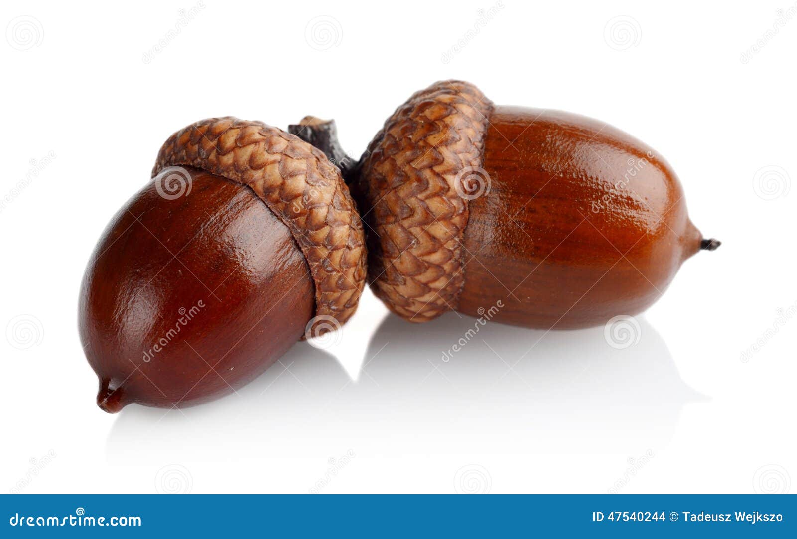 Two Connected Acorns Isolated on White Background Stock Photo - Image ...
