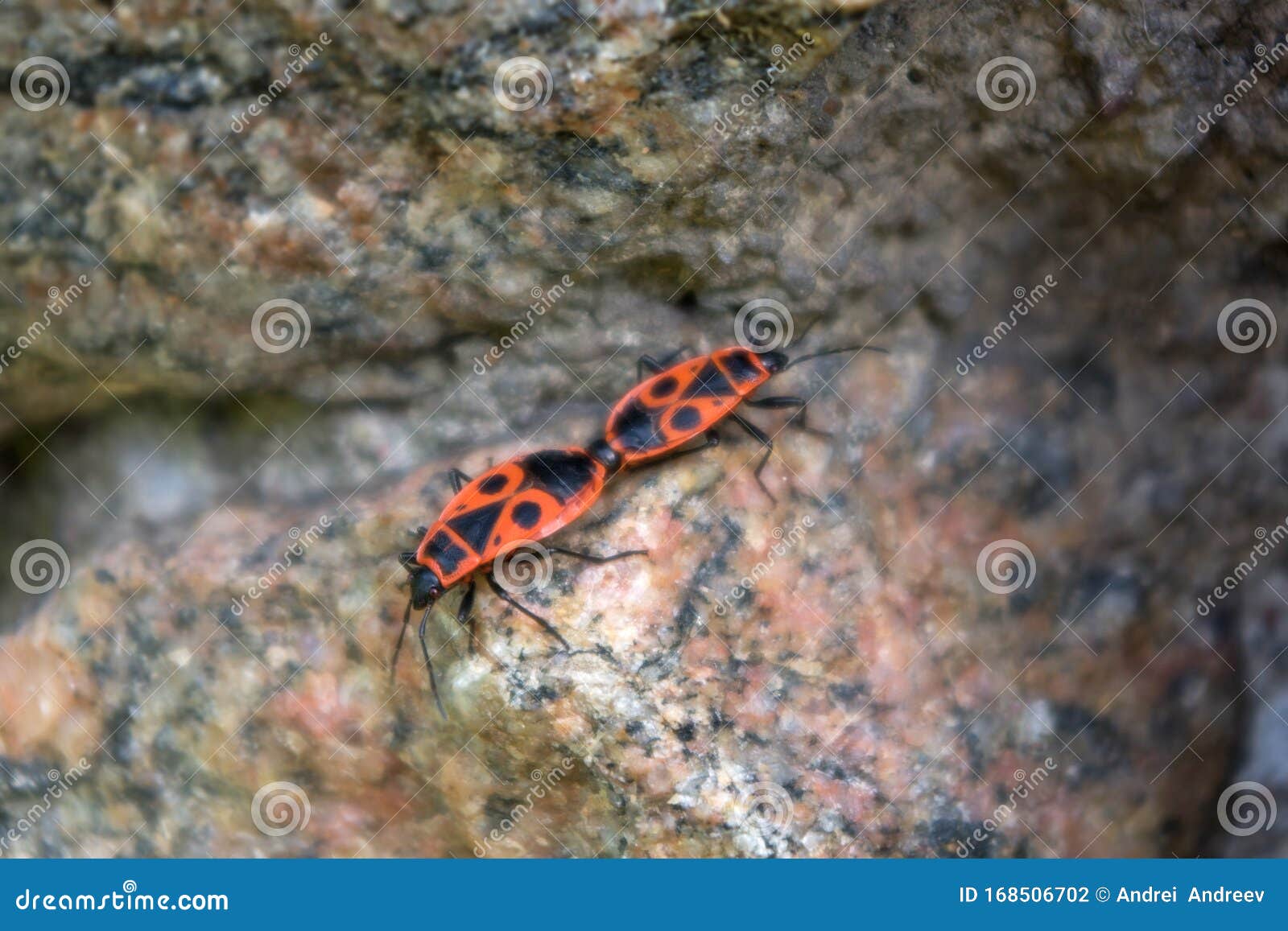 Two Connected Red Firebugs on a Granite Stone Stock Photo - Image of ...