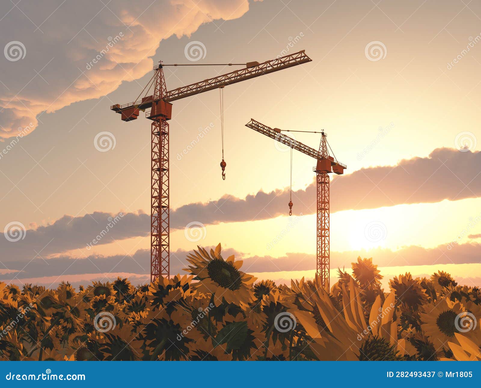 Two Construction Cranes in a Landscape with Sunflowers at Sunset Stock ...