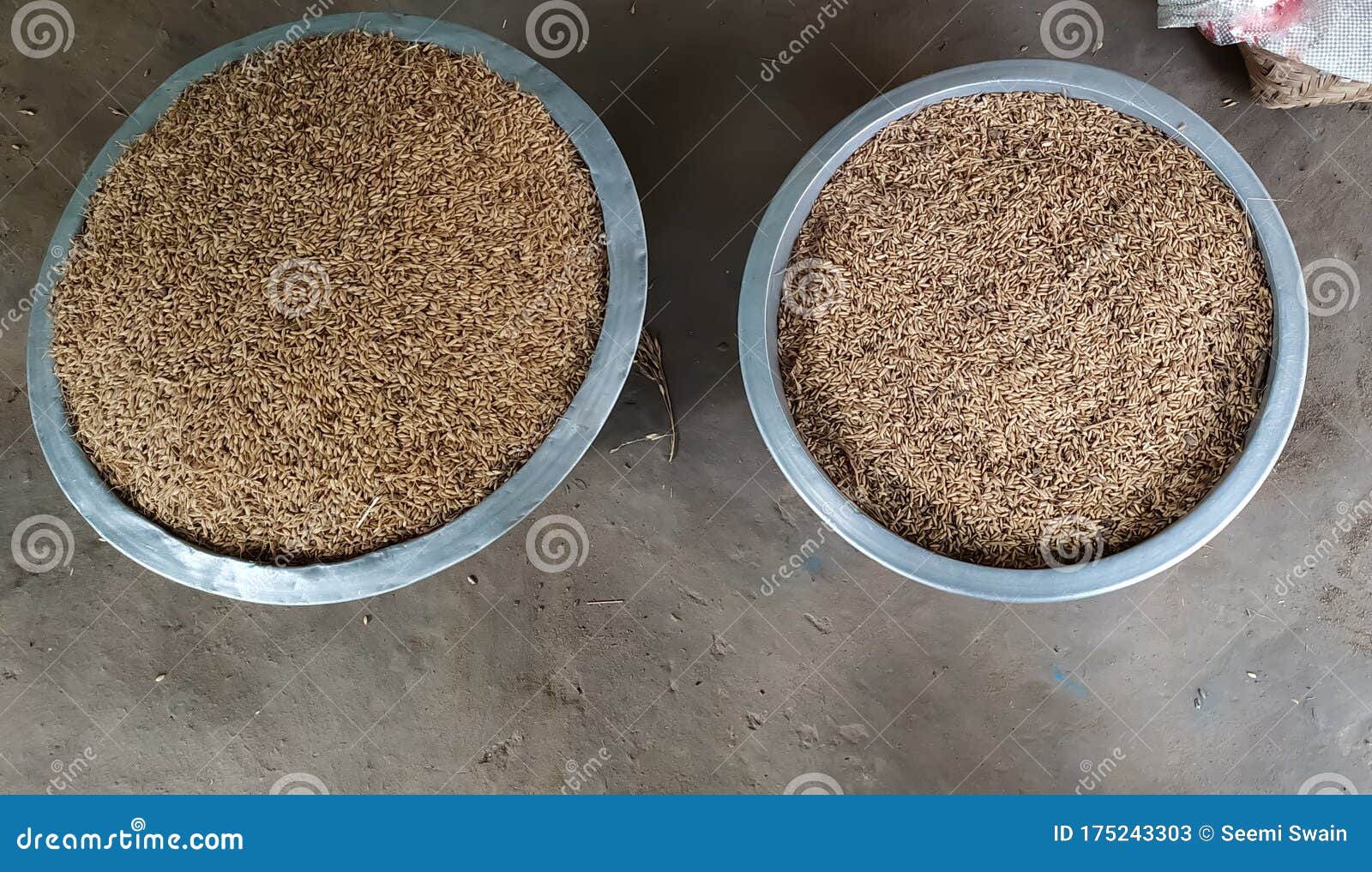 Two Container Filled with Rice Paddy Stock Image - Image of agriculture ...