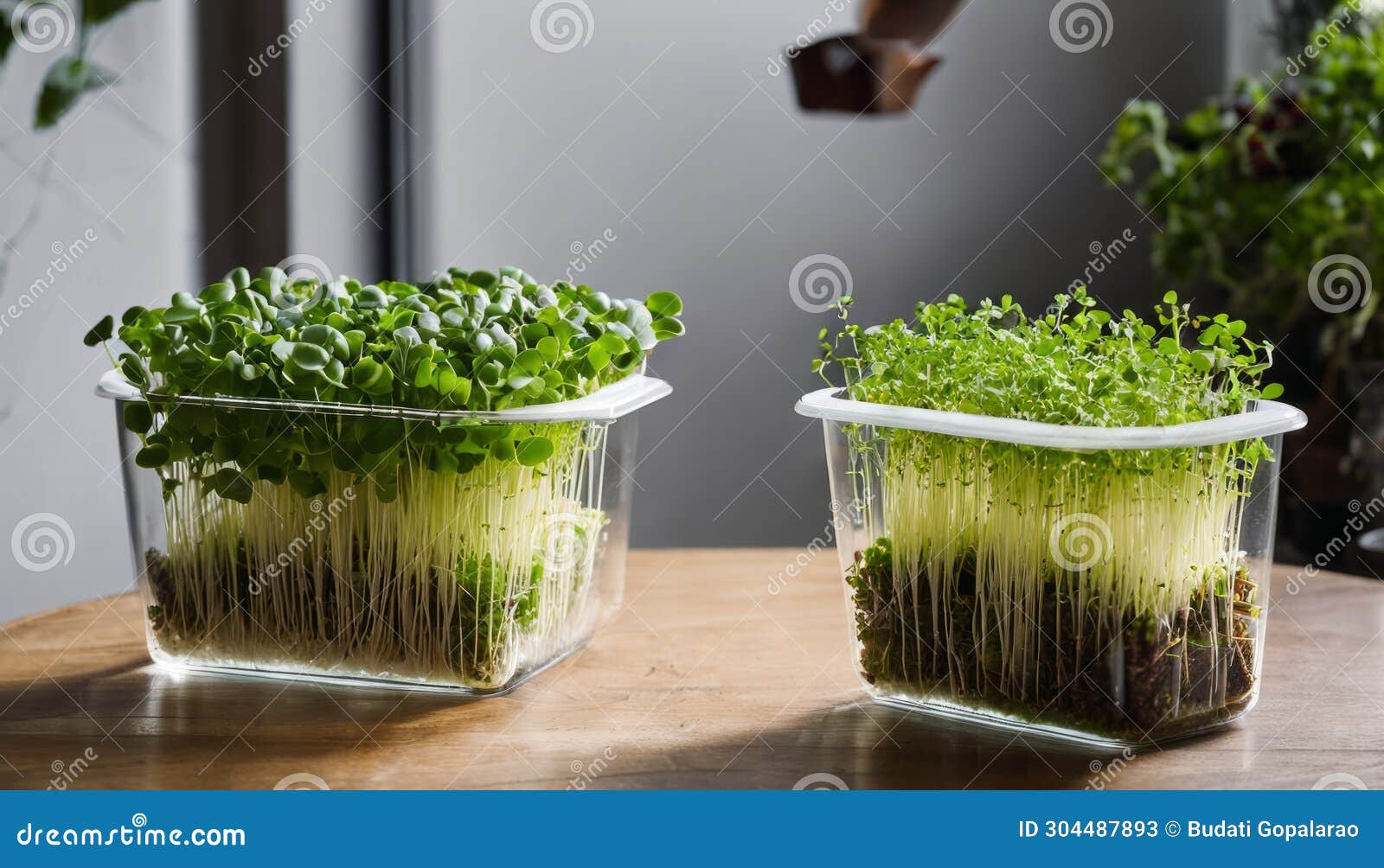Two Containers of Sprouts Growing on a Table Stock Illustration ...