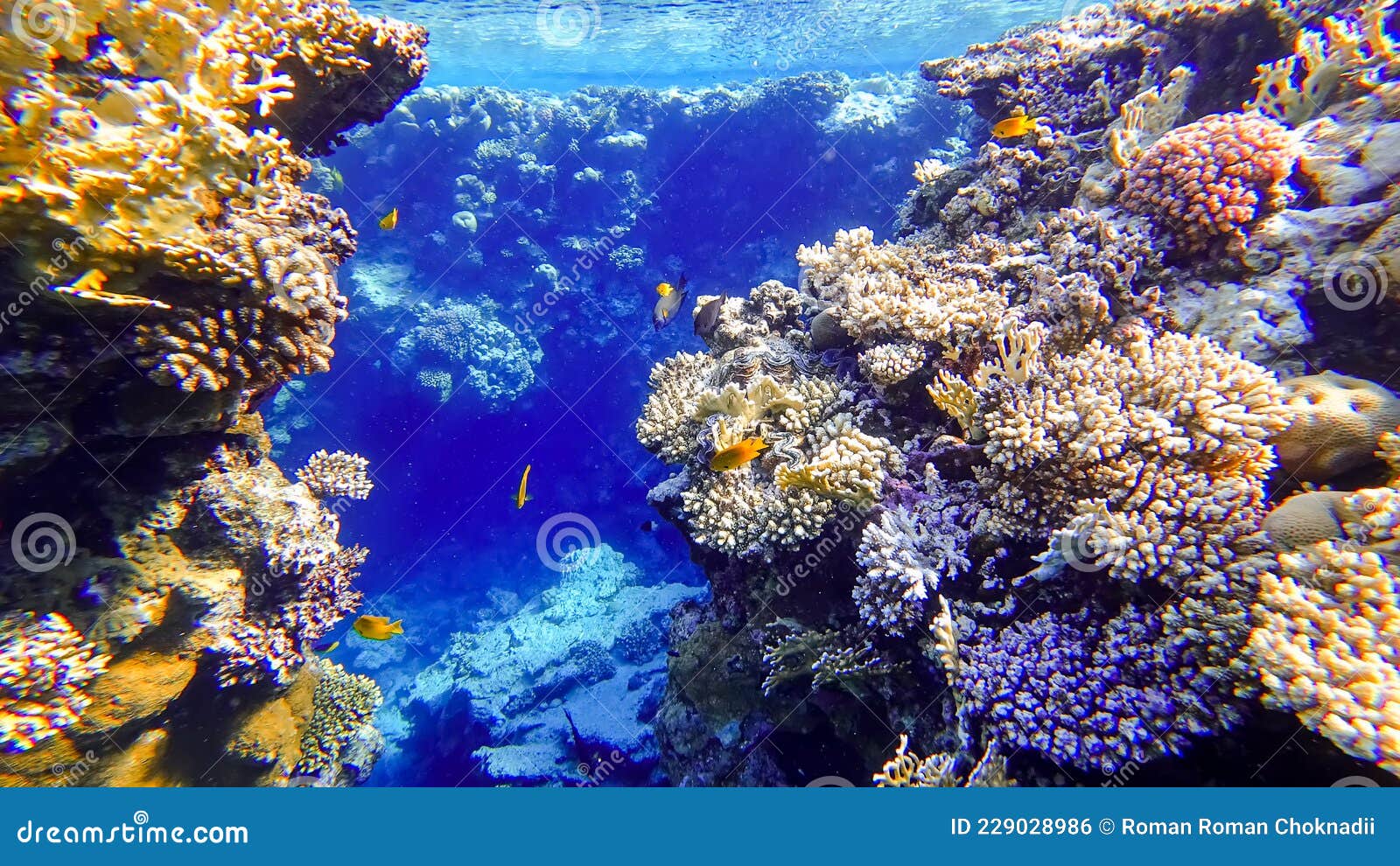 Two Coral Reefs between Which Tropical Fish Swim Stock Photo - Image of ...