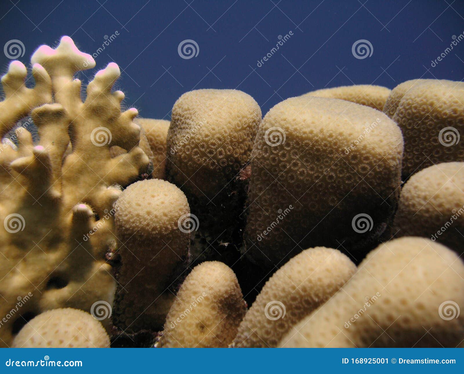 Two Corals of Different Types. Stock Image - Image of nature, ocean ...