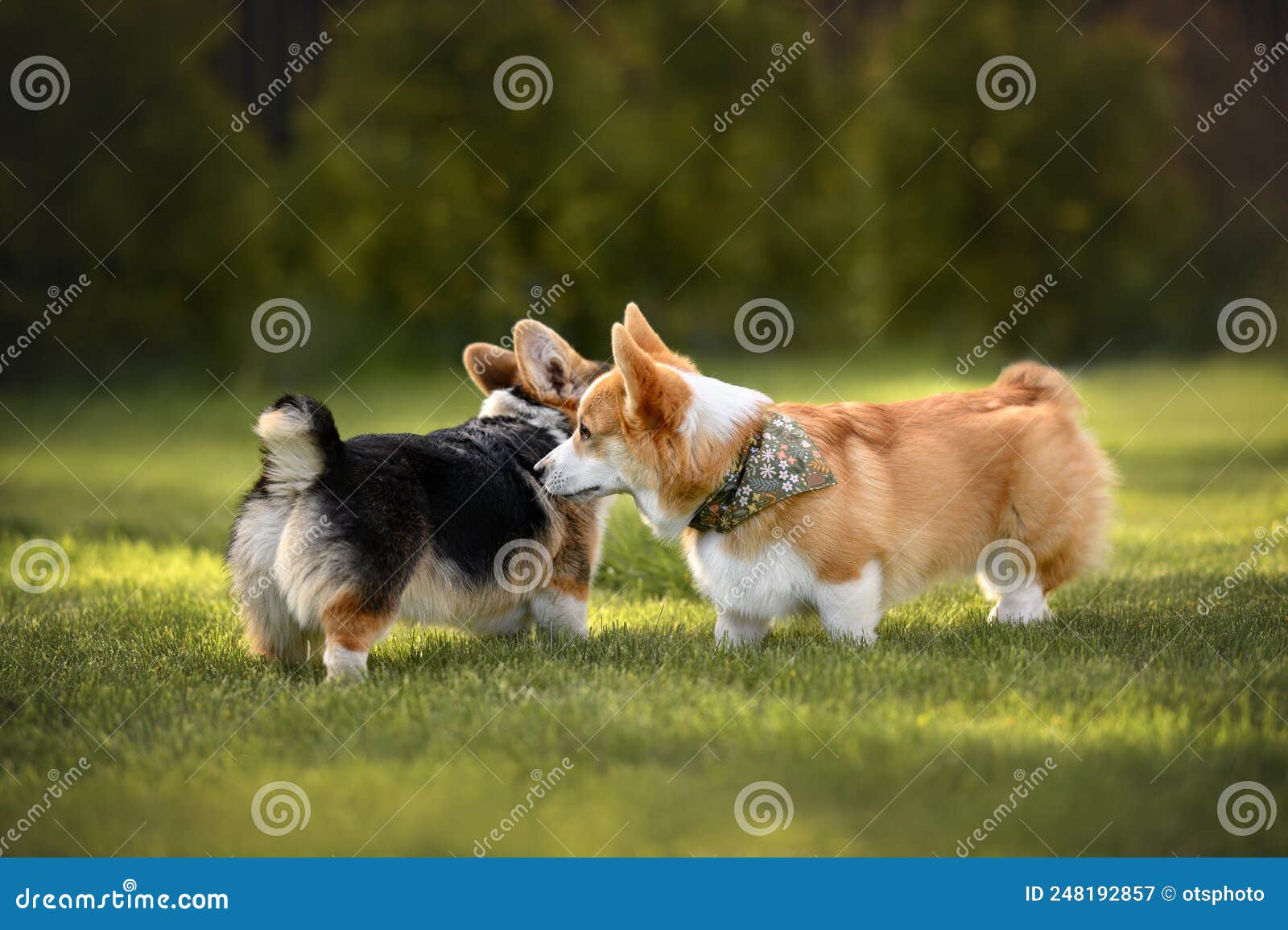 Two Corgi Dogs Meeting Outdoors in Summer Stock Image - Image of ...