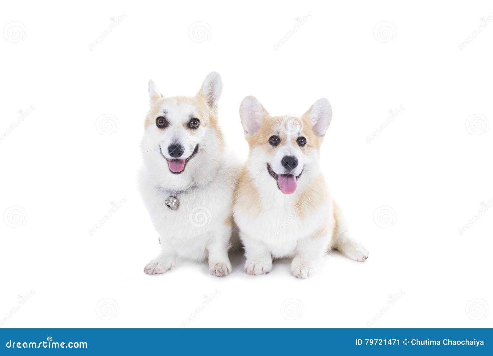 Two corgi dogs puppy stock image. Image of sitting, pedigreed - 79721471