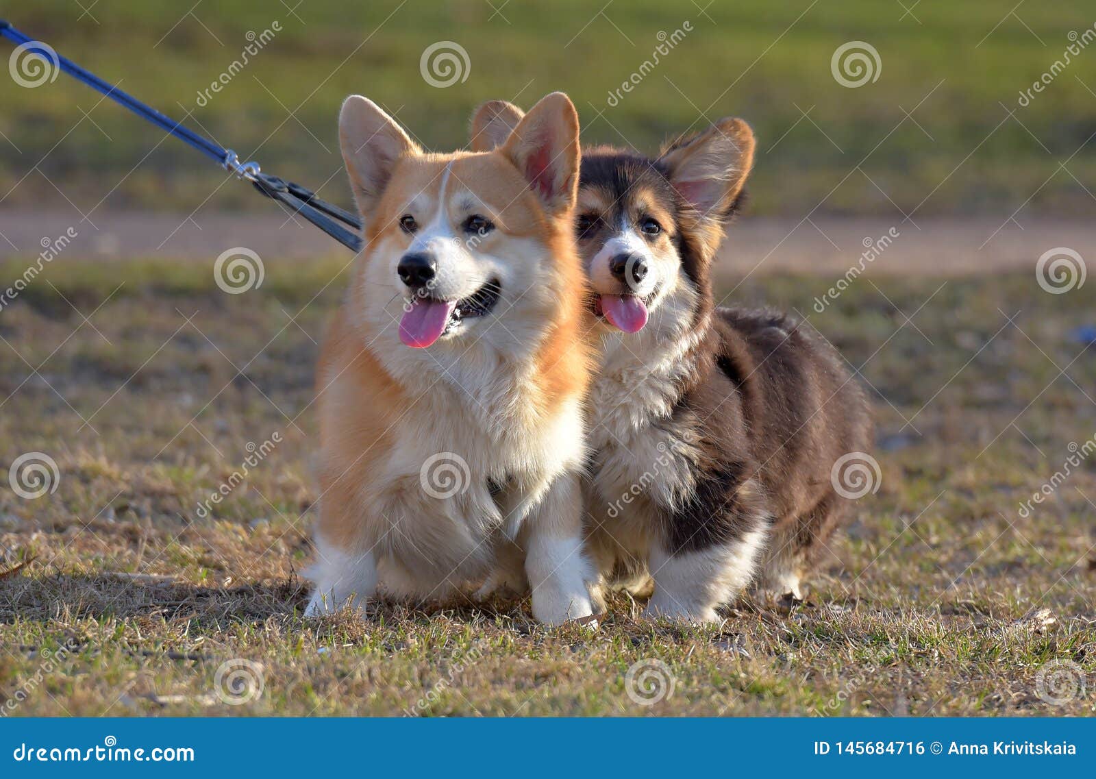 Two corgi on a leash stock photo. Image of animal, funny - 145684716