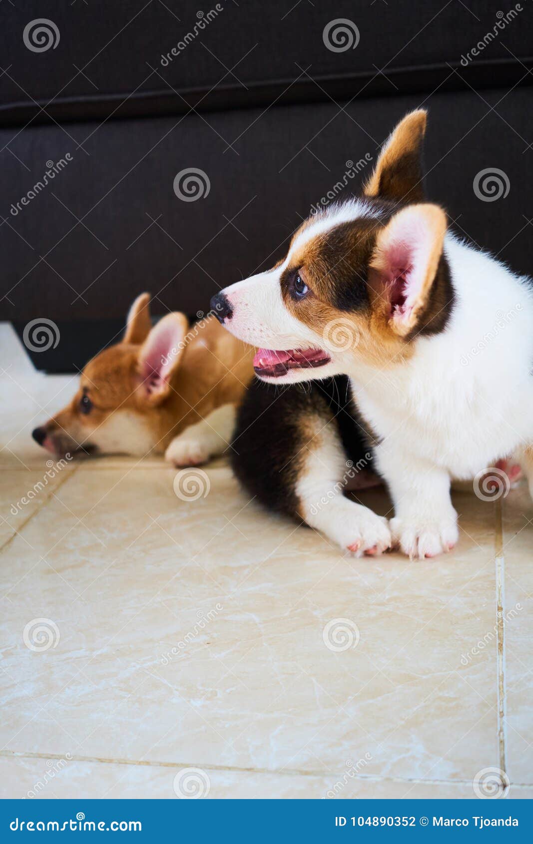 Two Confused Face of Corgis Stock Photo - Image of cute, pets: 104890352