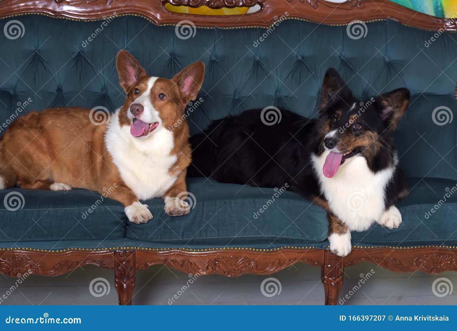 Two Corgis are Lying Nearby Stock Image - Image of lying, cushion ...