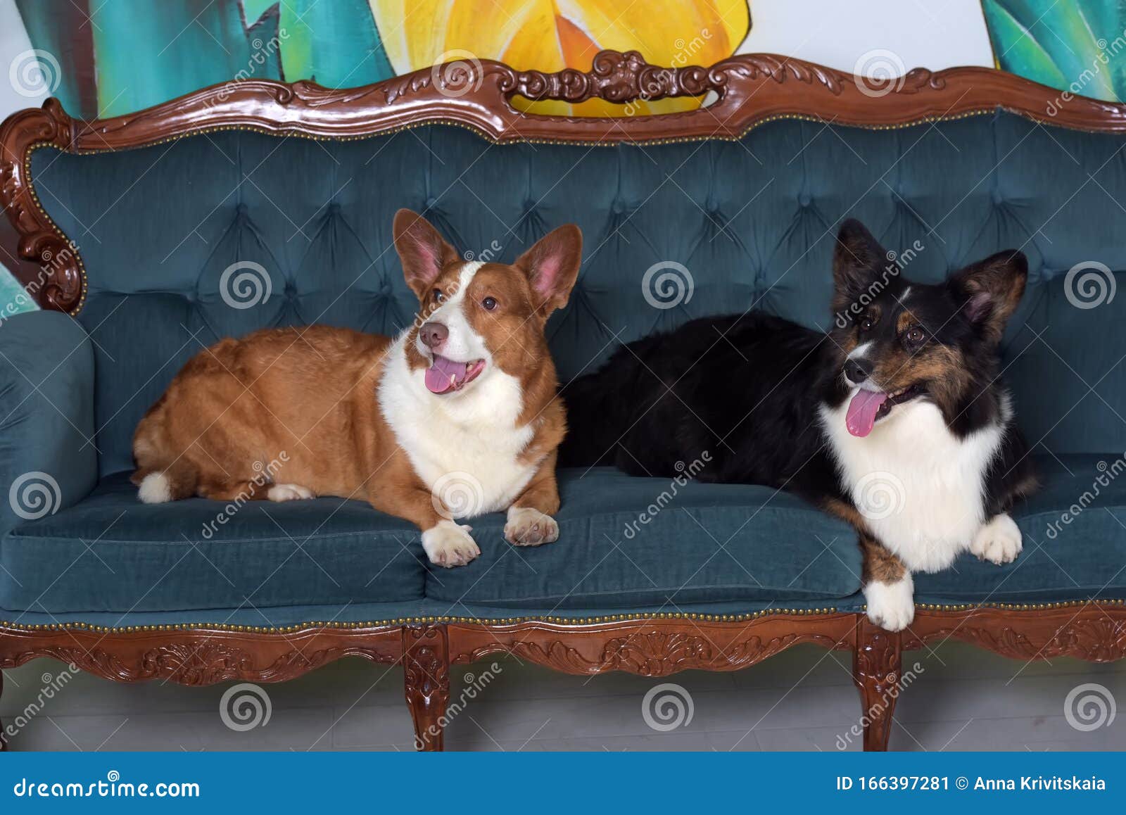 Two Corgis are Lying Nearby Stock Image - Image of little, cute: 166397281