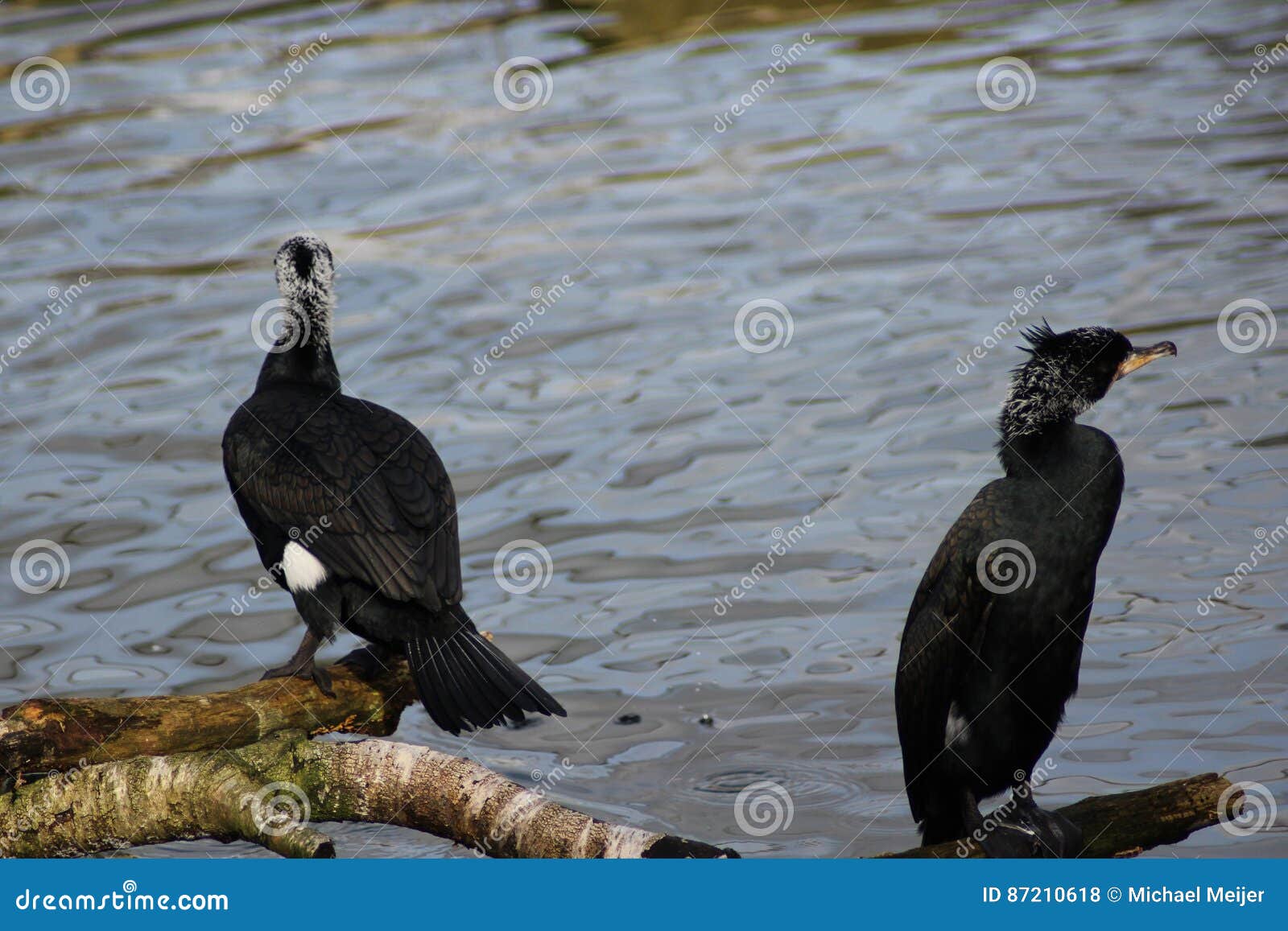 Two Cormorant stock photo. Image of great, group, netherland - 87210618