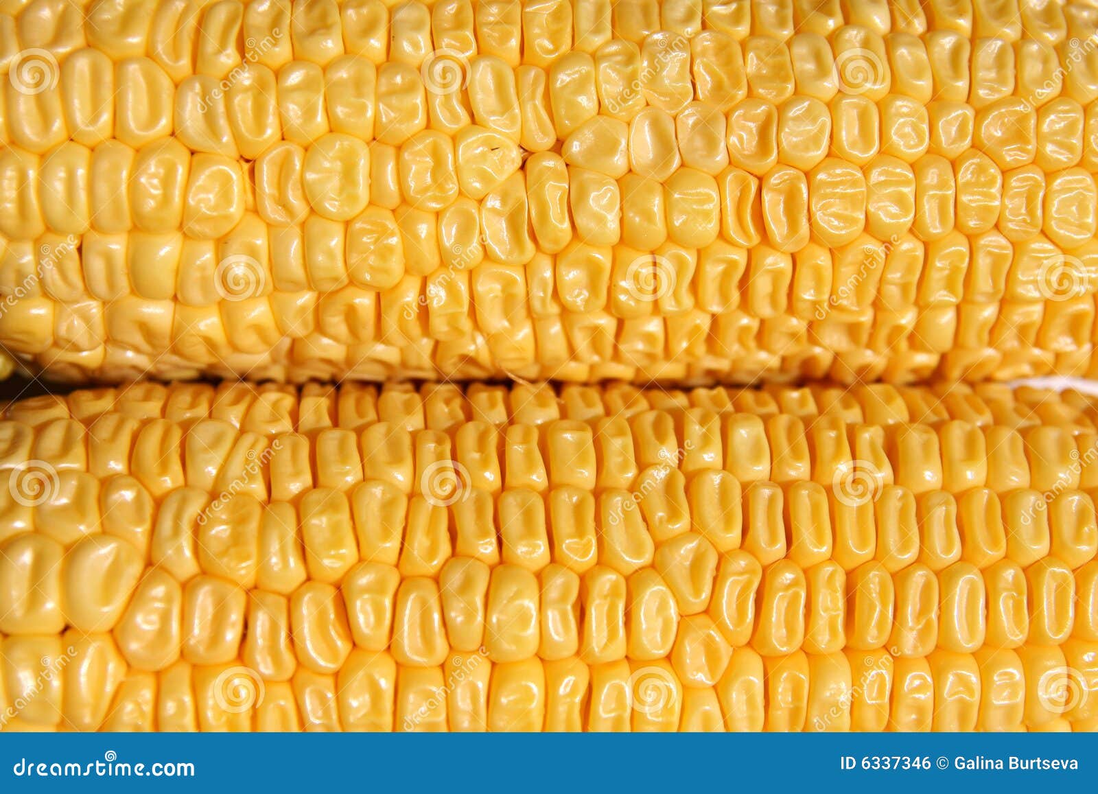 Two corn cob. stock photo. Image of grains, ripe, gold - 6337346