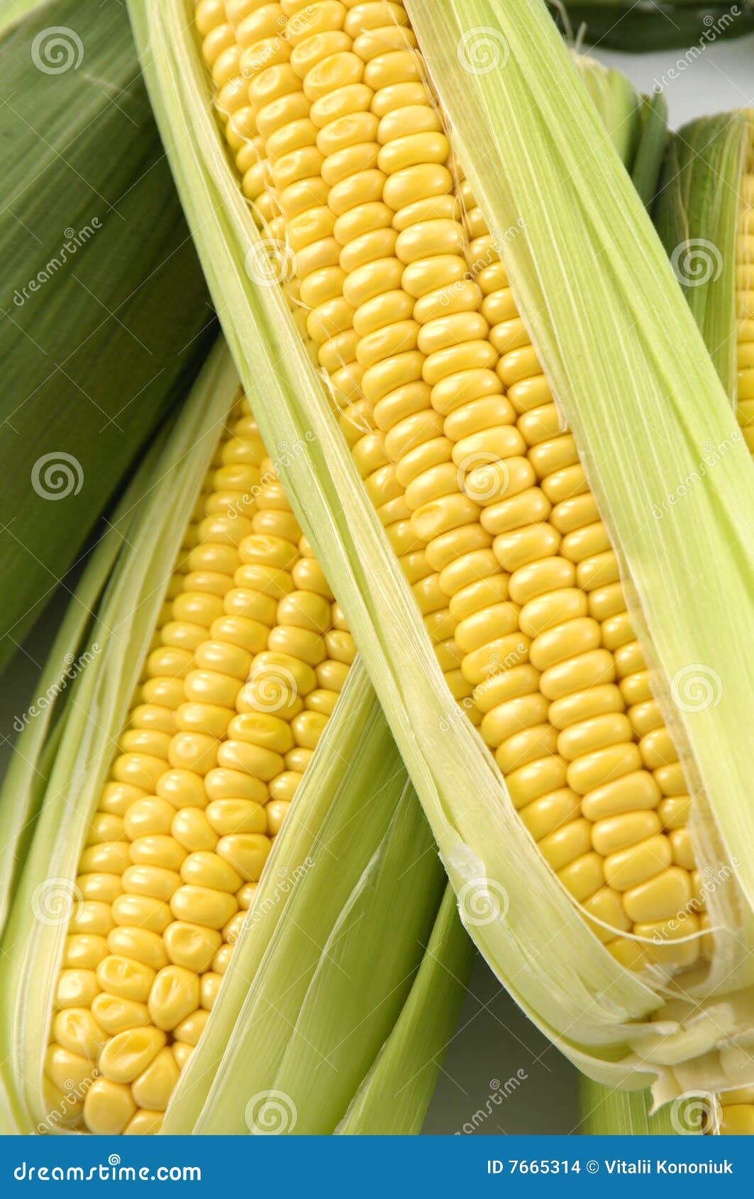 Two corn on cob stock photo. Image of sweet, closeup, farm - 7665314