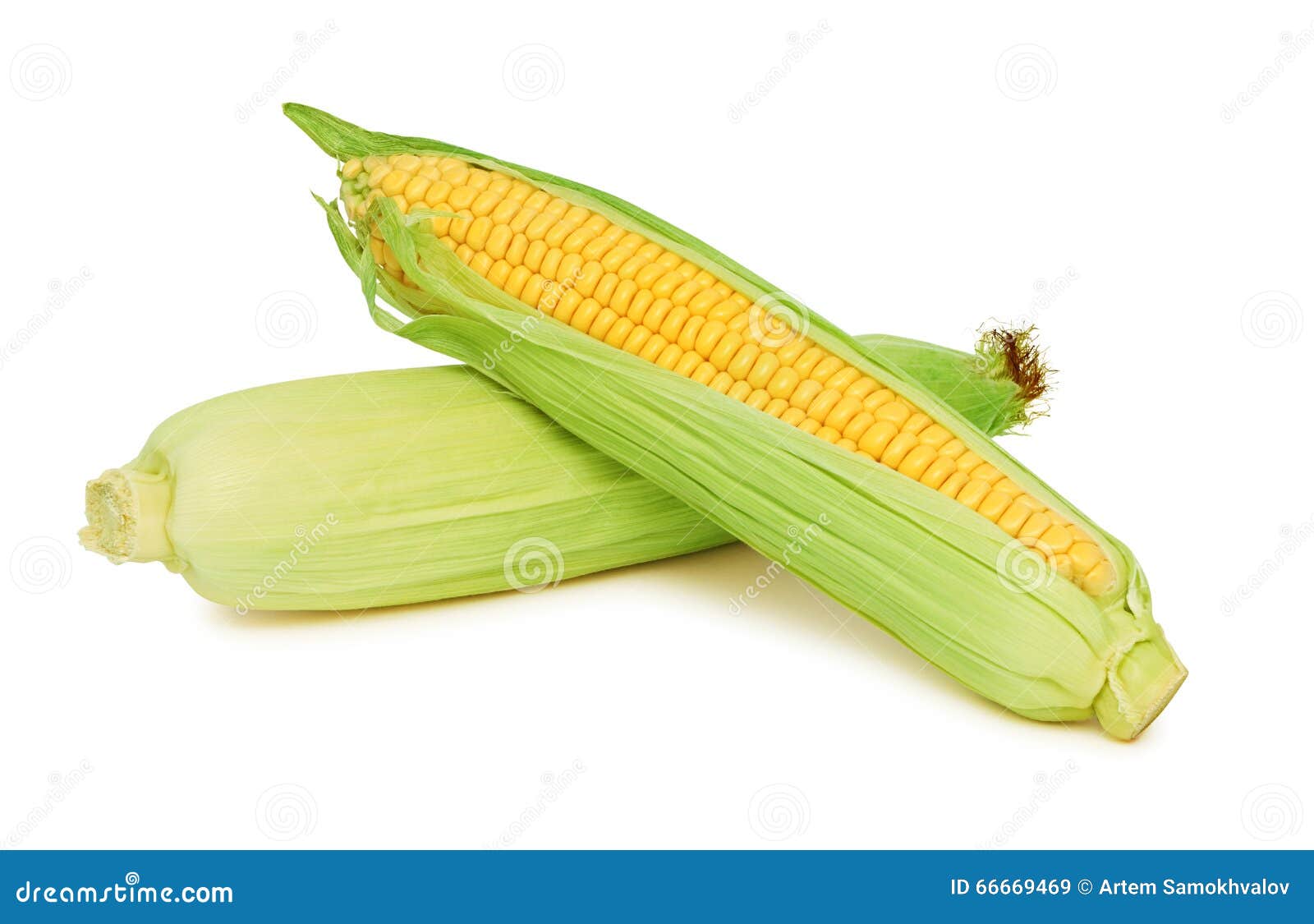 Two Corn on the Cob with Green Leaves (isolated) Stock Image - Image of ...