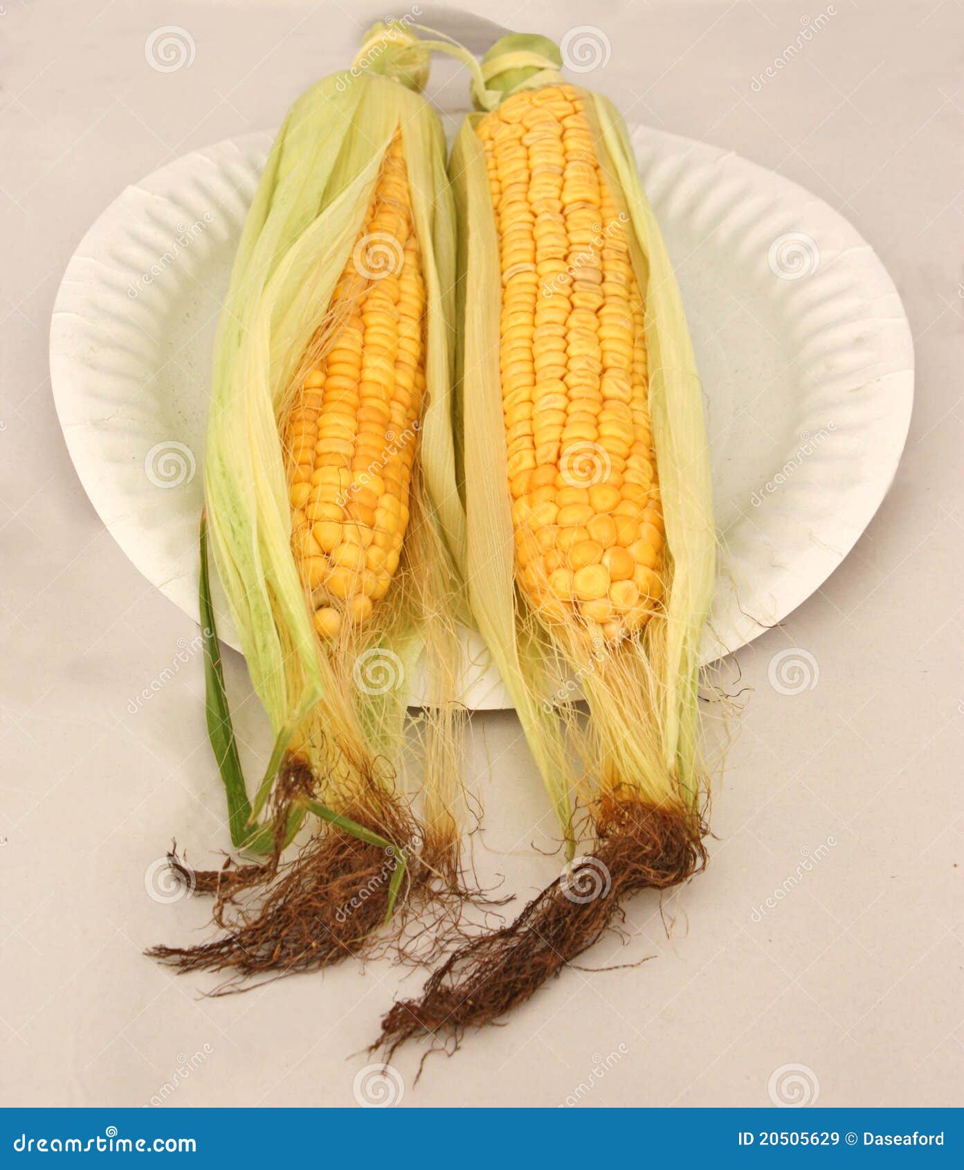 Two Corn Cobs. stock image. Image of leaf, fresh, food - 20505629