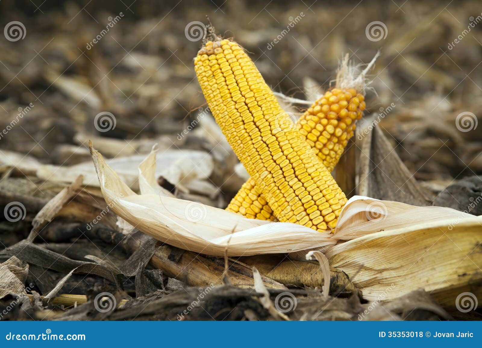 Two corn cobs stock photo. Image of storage, reaping - 35353018