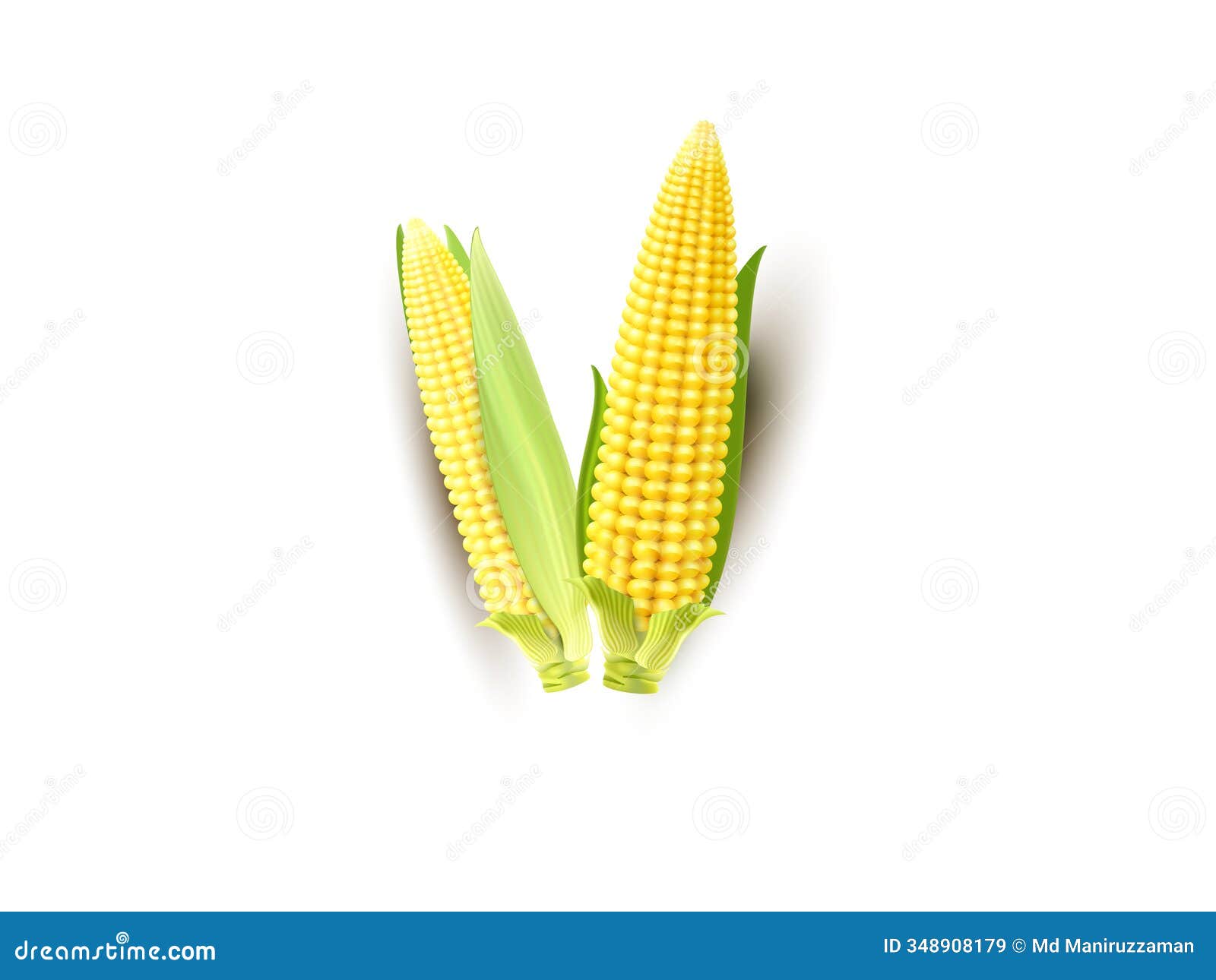 Two Corn Cobs with Leaves Design Element. Corn Cob Vector Stock Vector ...