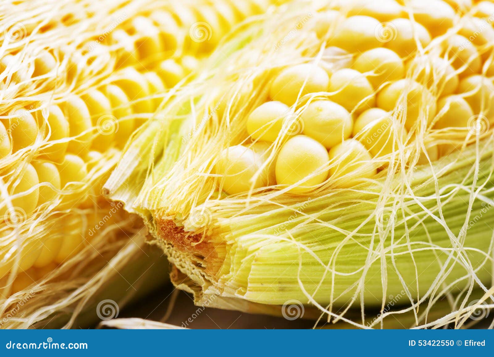 Two corn cobs stock photo. Image of corn, sweet, husk - 53422550
