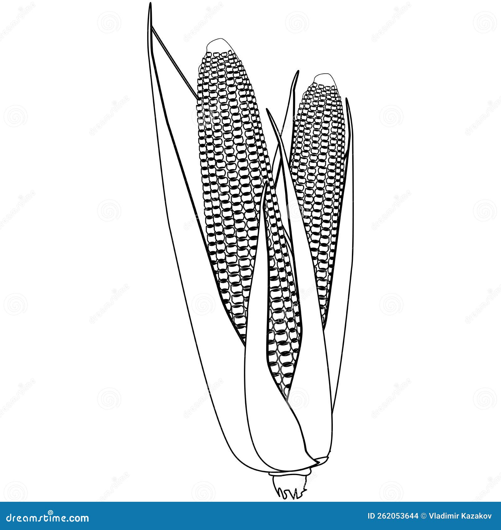 Two Corn Cobs Outline with Grains and Leaves Isolated on White ...