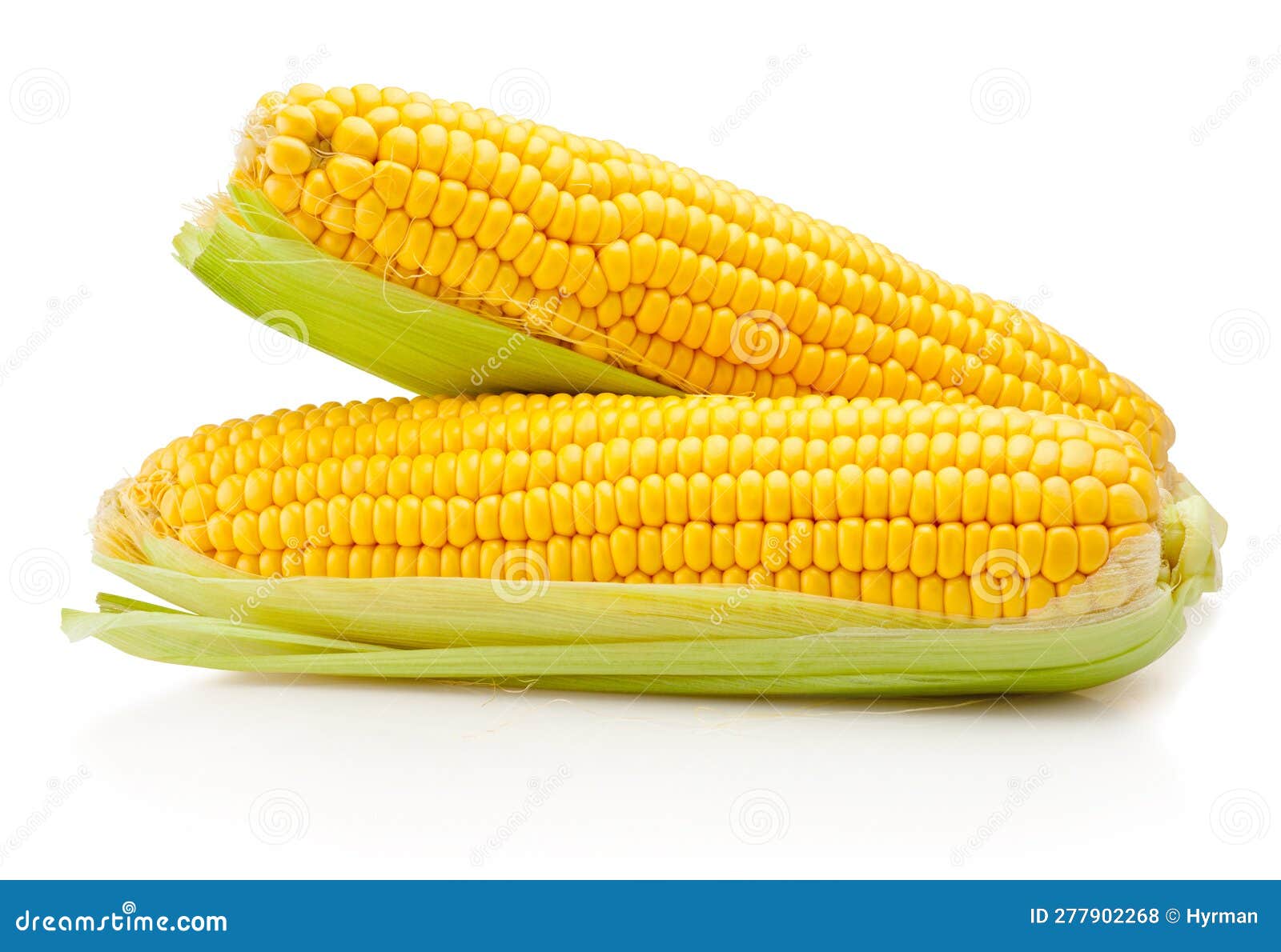 Two Corn Ears with Leaves Isolated on White Background Stock Photo ...