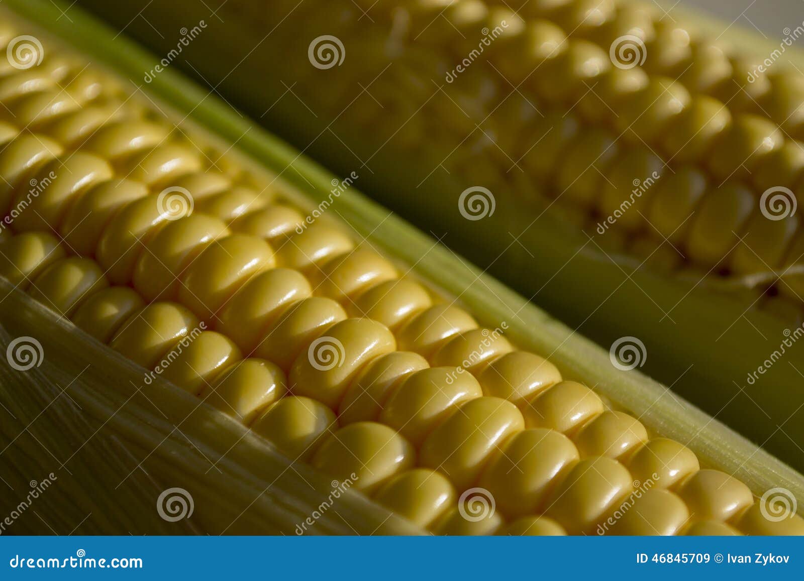 Two corn stock image. Image of yellow, focus, fruits - 46845709
