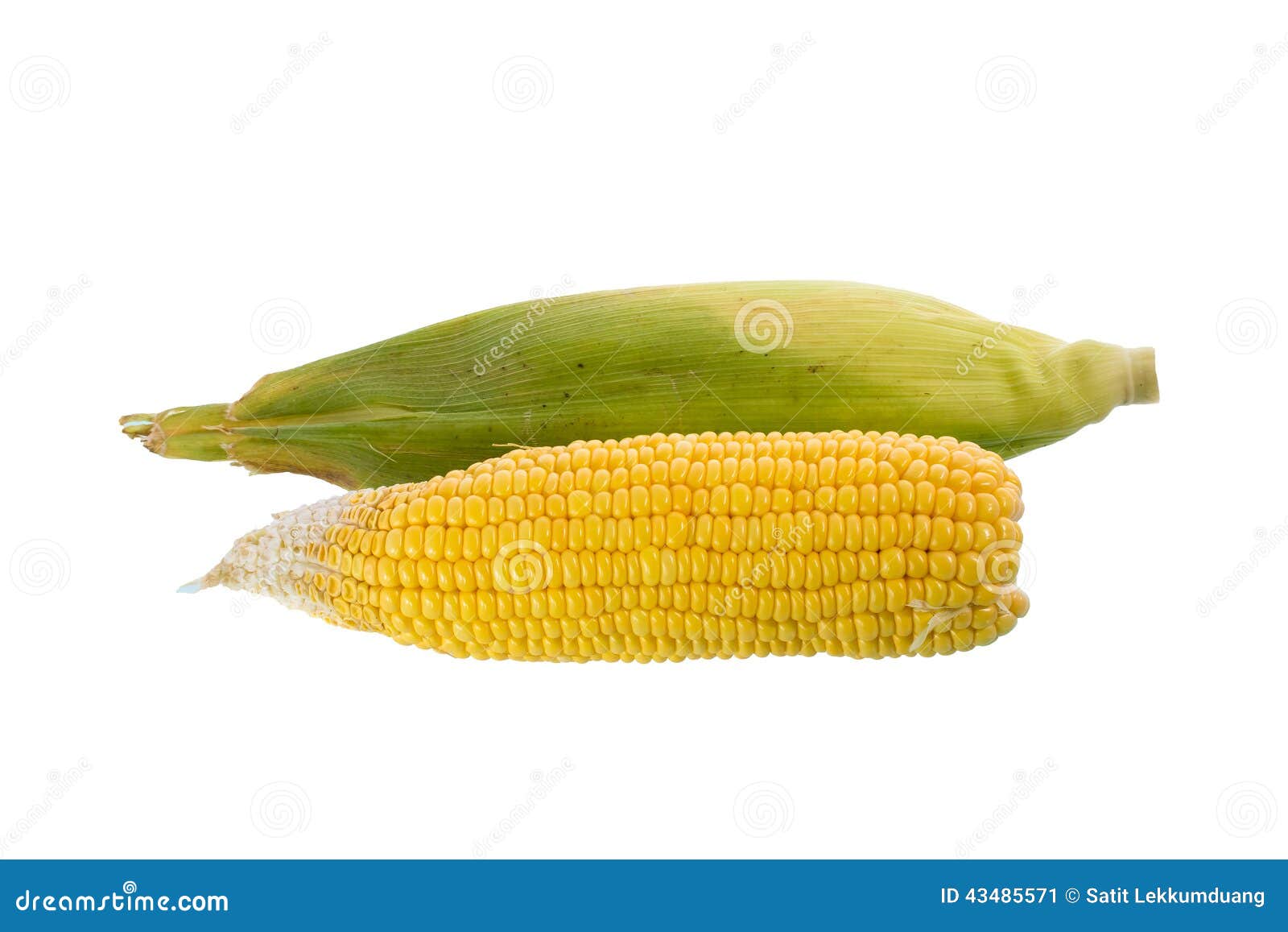 Two corn stock image. Image of leaf, maize, kernels, healthy - 43485571