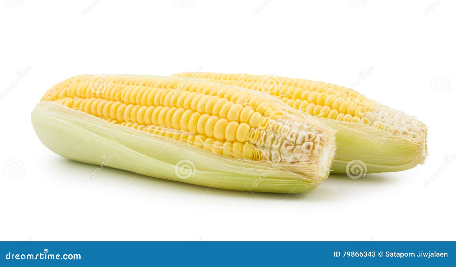 Two corn on sack stock image. Image of leaf, green, healthy - 79866343