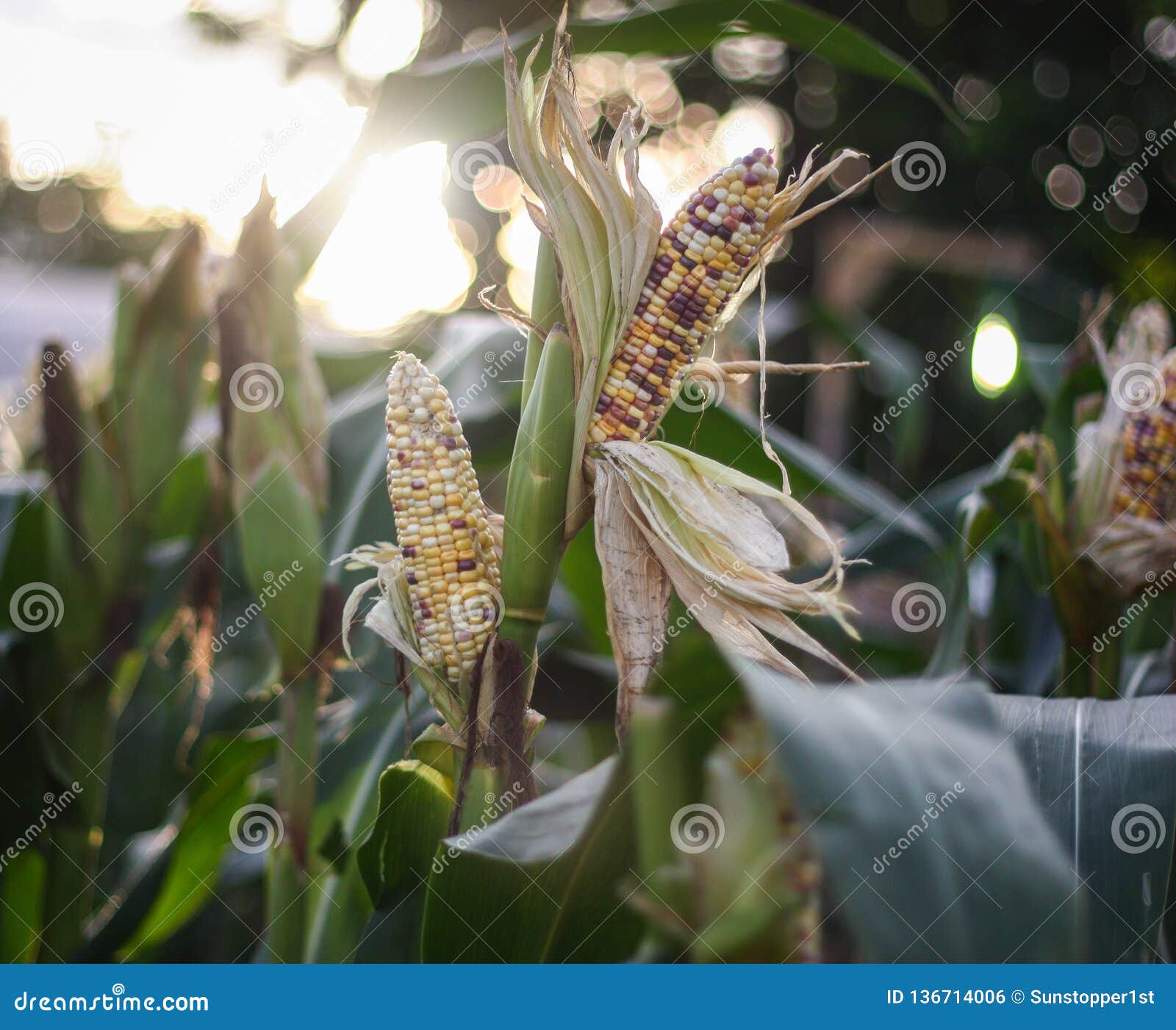 Corn Fields with Blurred and Bright Background Stock Photo - Image of ...