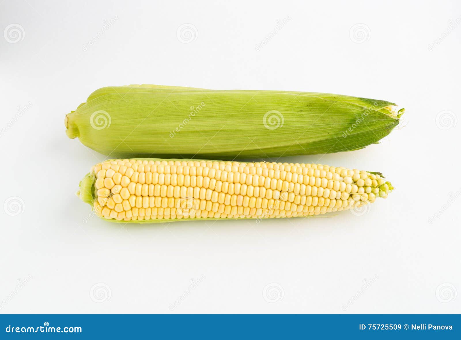 Two Corns on a White Background Stock Image - Image of leaf, background ...