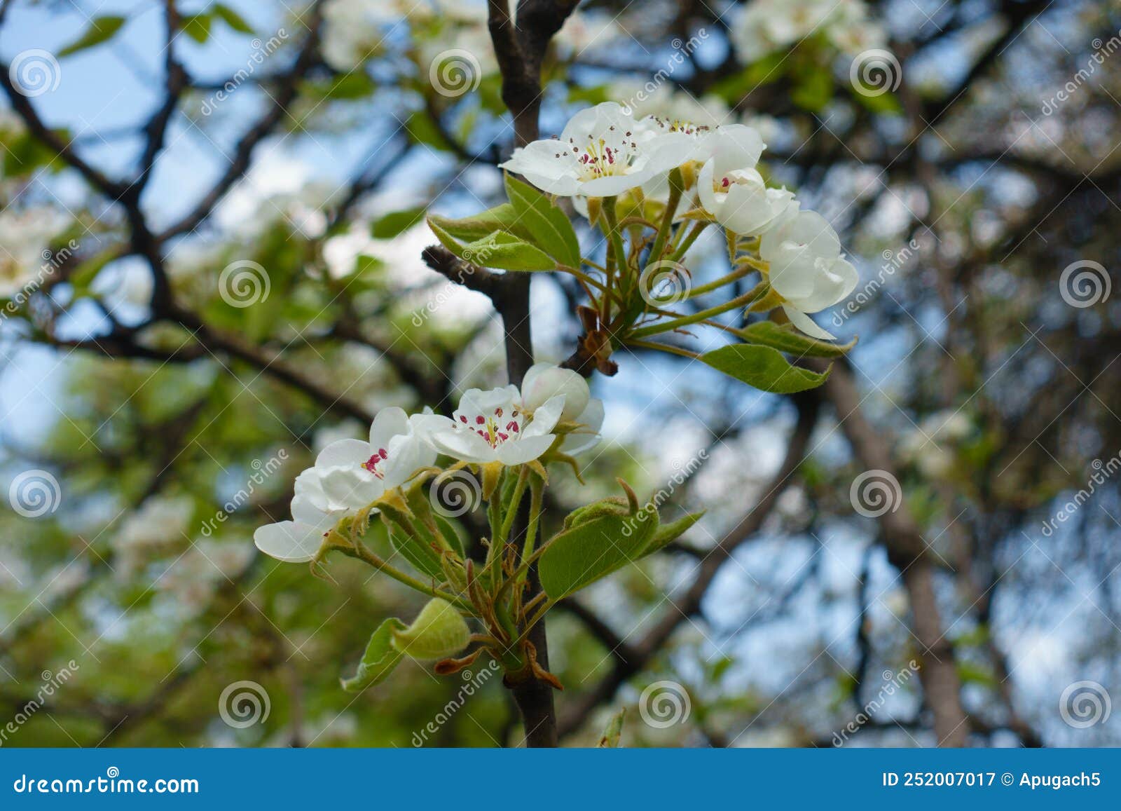 Two Corymbs of White Flowers of Pear in April Stock Image - Image of ...