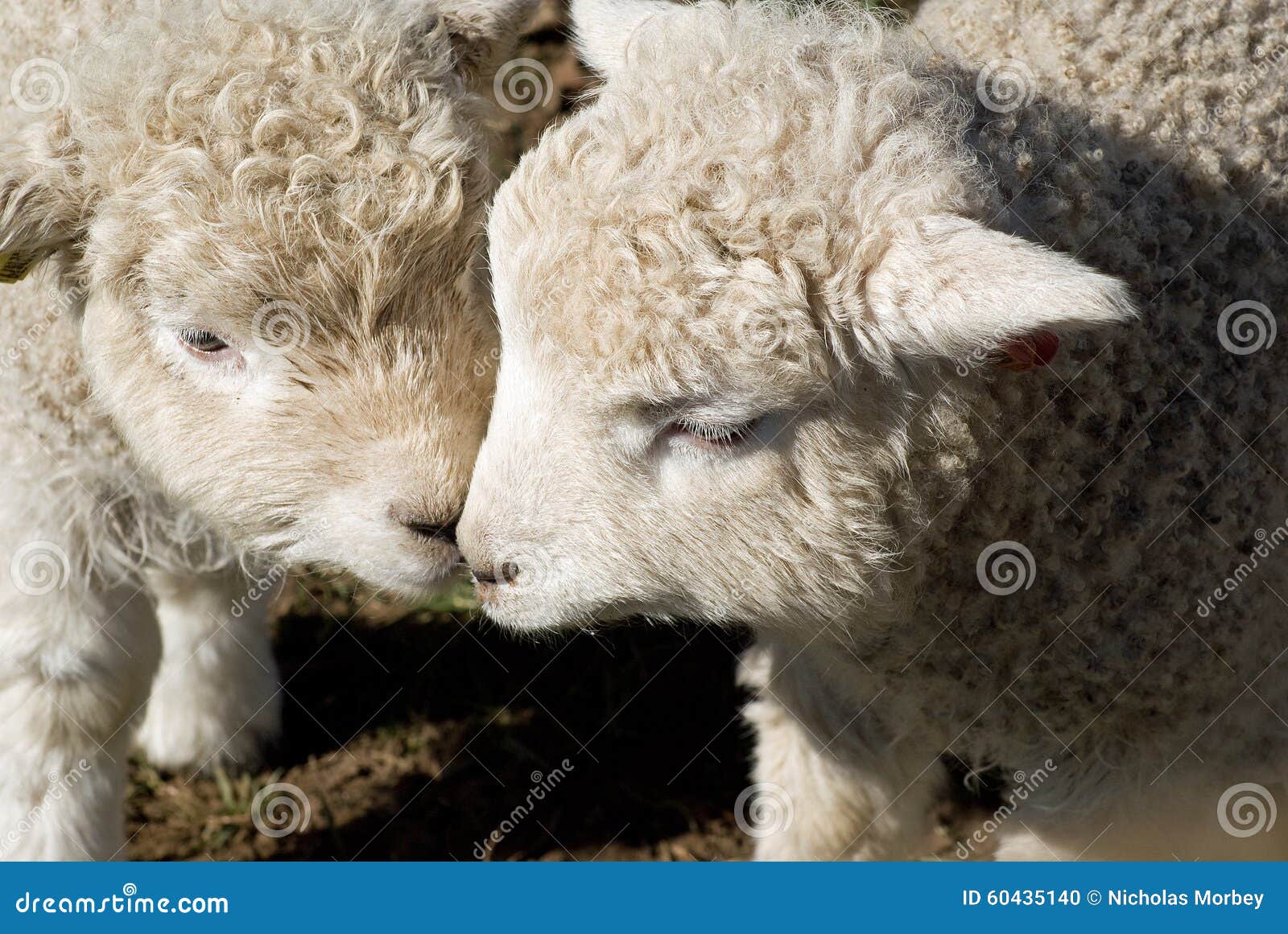 Two Cotswold Lambs with Their Heads Together. Stock Photo - Image of ...