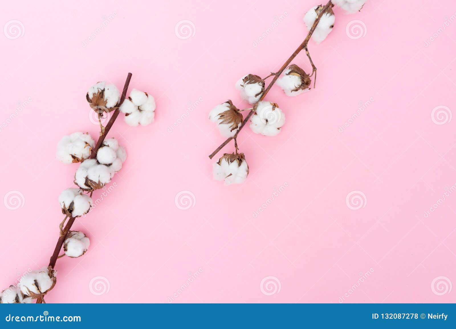 Raw cotton branch stock photo. Image of beautiful, organic - 132087278