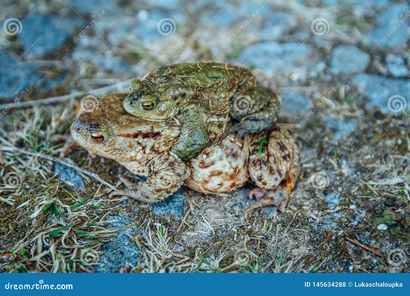 Two Coupling Frog on Stone and Grass, Macro Photo Stock Photo - Image ...